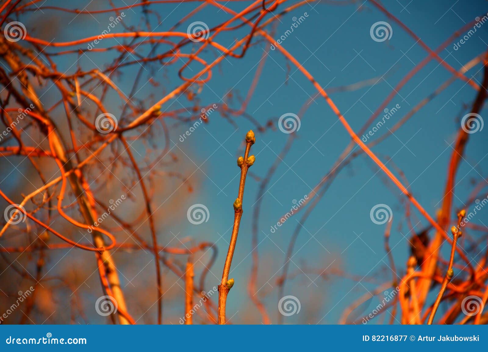 Buds growing in the spring stock image. Image of close - 82216877