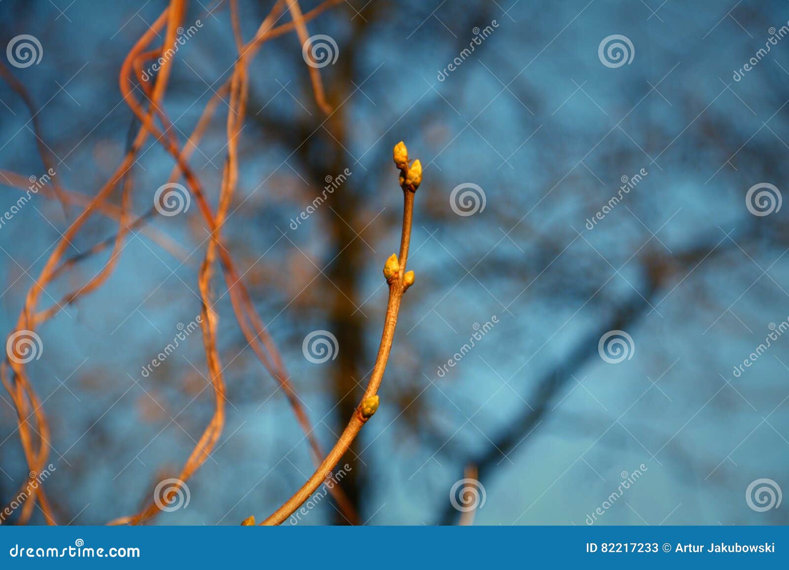 Buds growing in the spring stock image. Image of leaf - 82217233