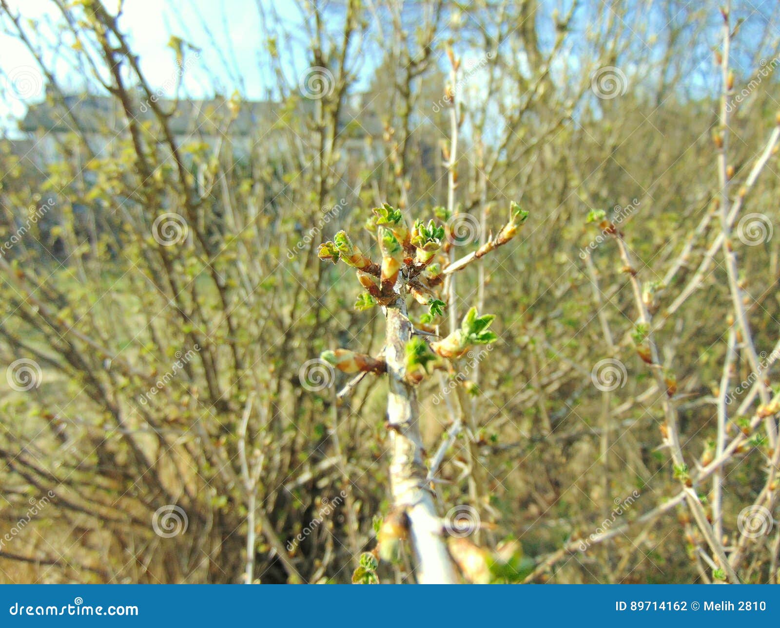 Buds Growing on Trees in Spring Stock Photo - Image of temperature ...