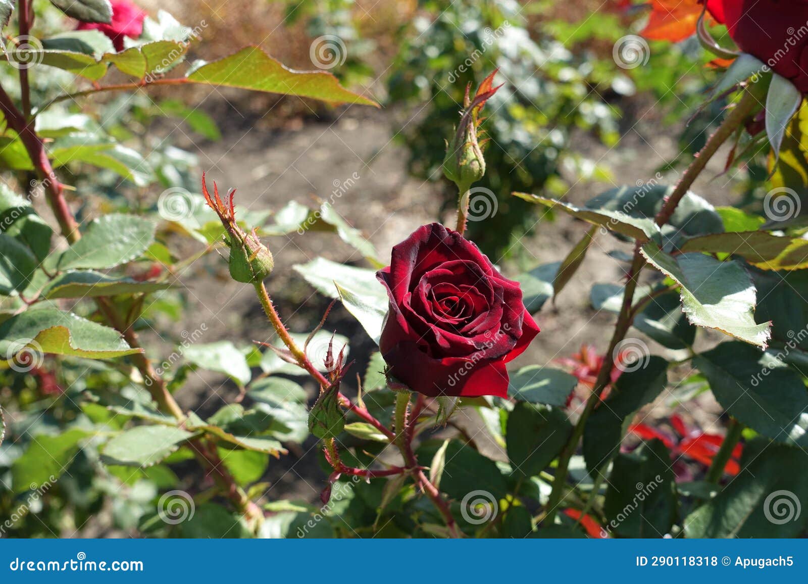 Buds and Half-open Flower of Dark Red Rose in September Stock Photo ...