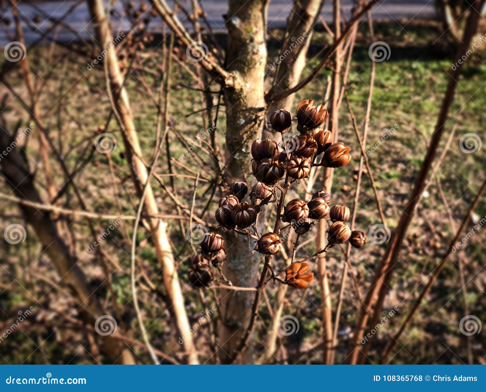 Dying Buds on a Tree in Winter Stock Photo - Image of tree, buds: 108365768