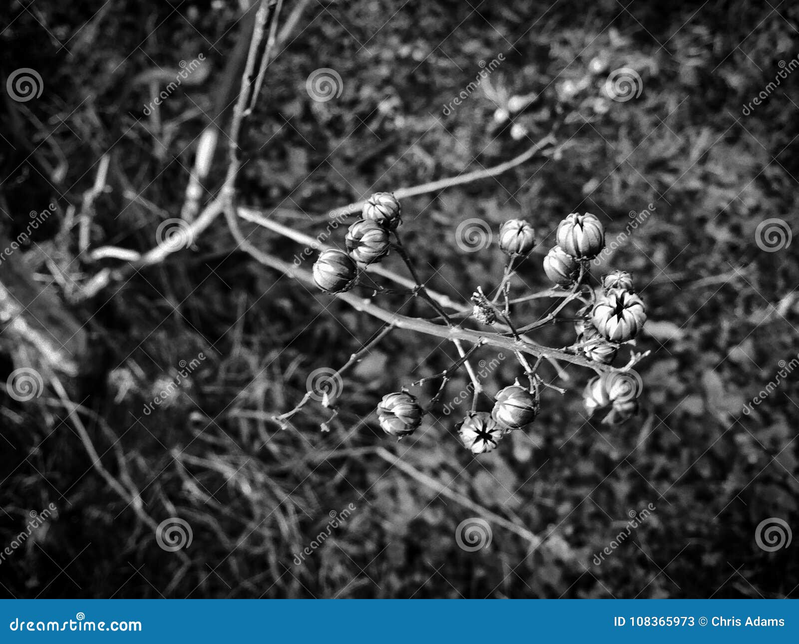 Dying Buds on a Tree in Winter Stock Image - Image of focus, white ...