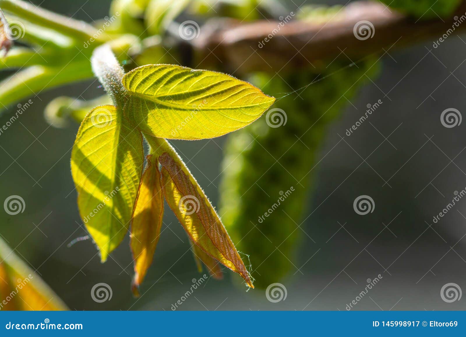 Buds and Leaf of Walnut Tree - Springtime in Garden Stock Image - Image ...