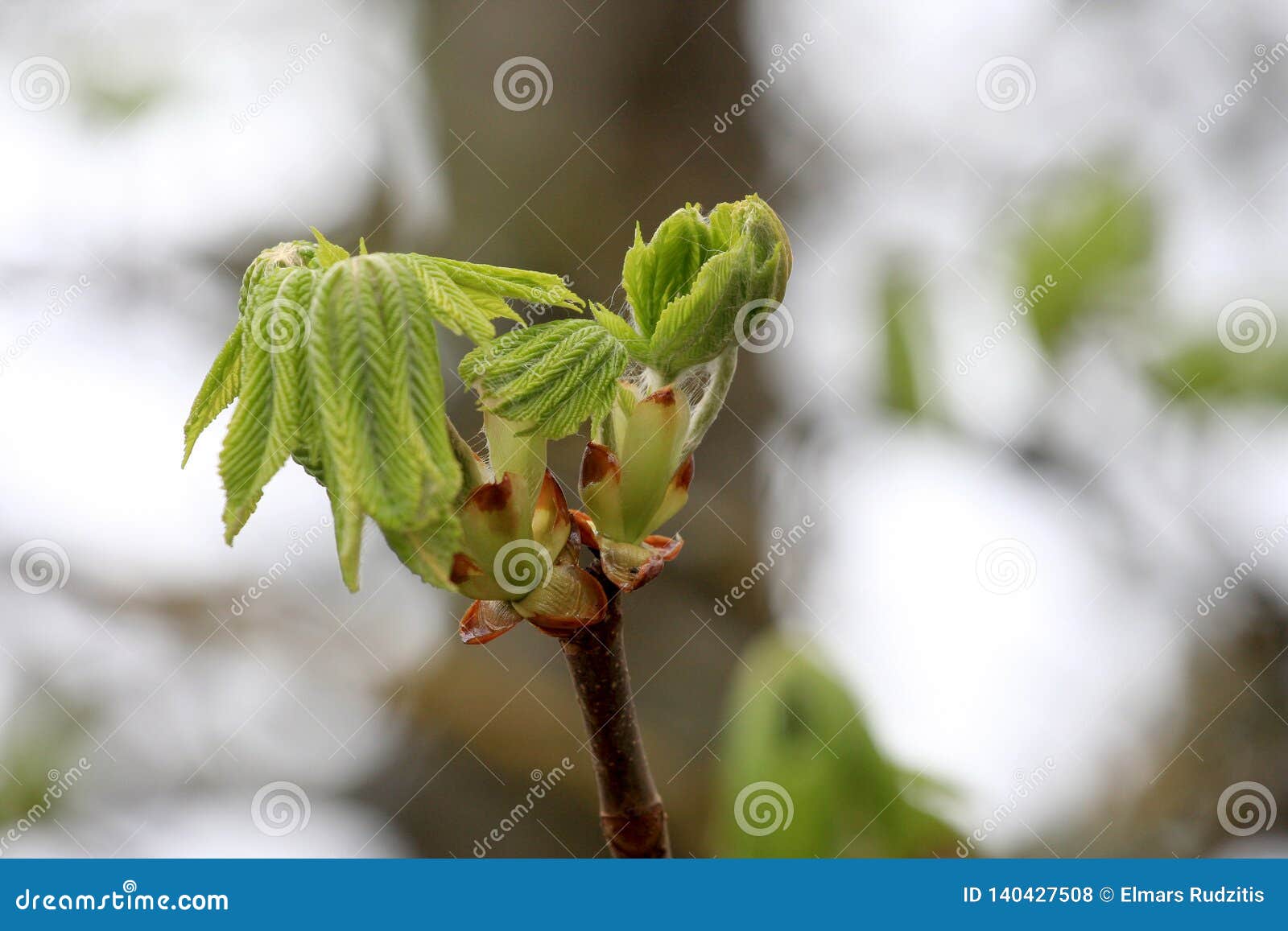 Close Up Buds Leaves Chestnut Stock Photo - Image of young, botany ...