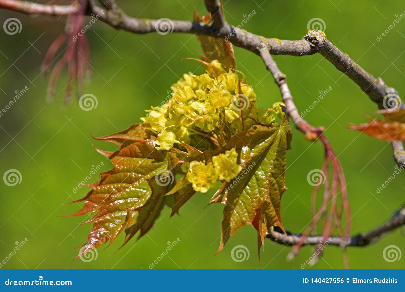 Close Up Buds and Maple Leaves Stock Photo - Image of colorful ...