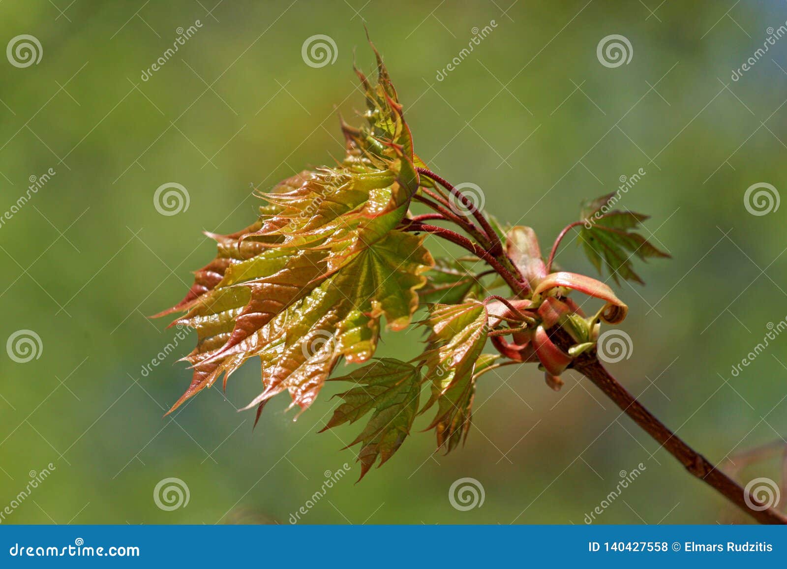 Close Up Buds and Maple Leaves Stock Photo - Image of chestnut, acer ...