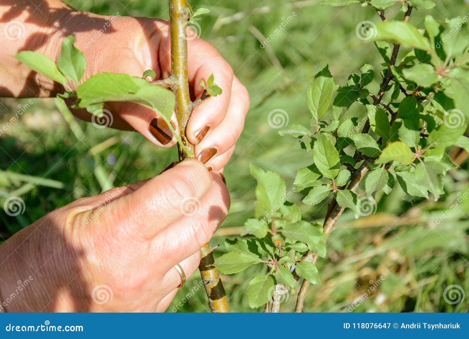 Buds and Leaves on Successfully Grafted Apple Tree Close Up Stock Image ...