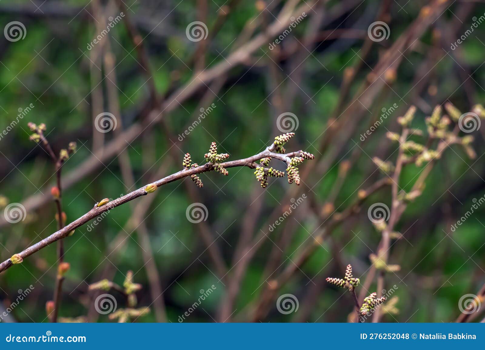 Buds and Leaves of Sumac Rhus Trilobata in Spring Stock Photo - Image ...