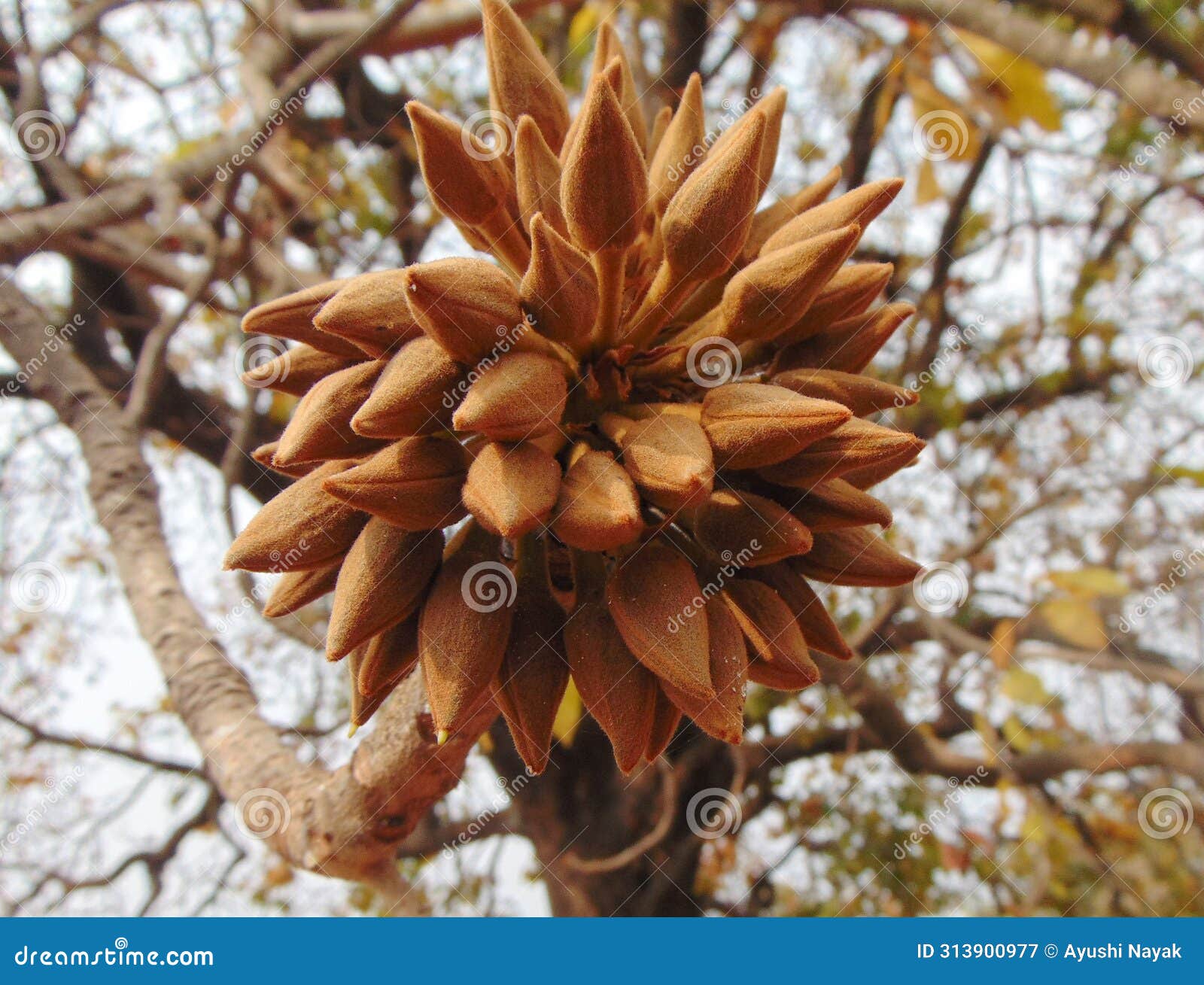 Buds of Madhuca Longifolia (Mahua) Tree Stock Image - Image of pradesh ...