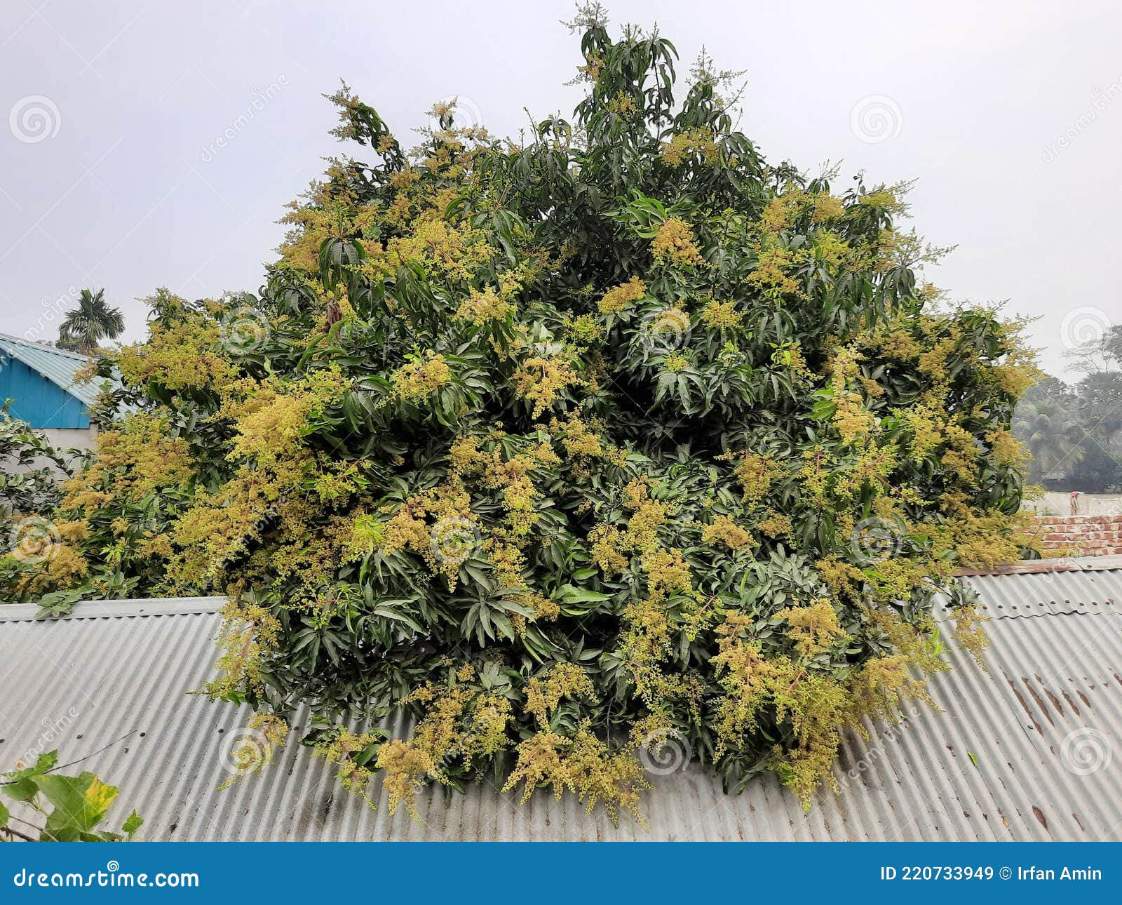 The Buds of the Mango Tree stock image. Image of evergreen - 220733949