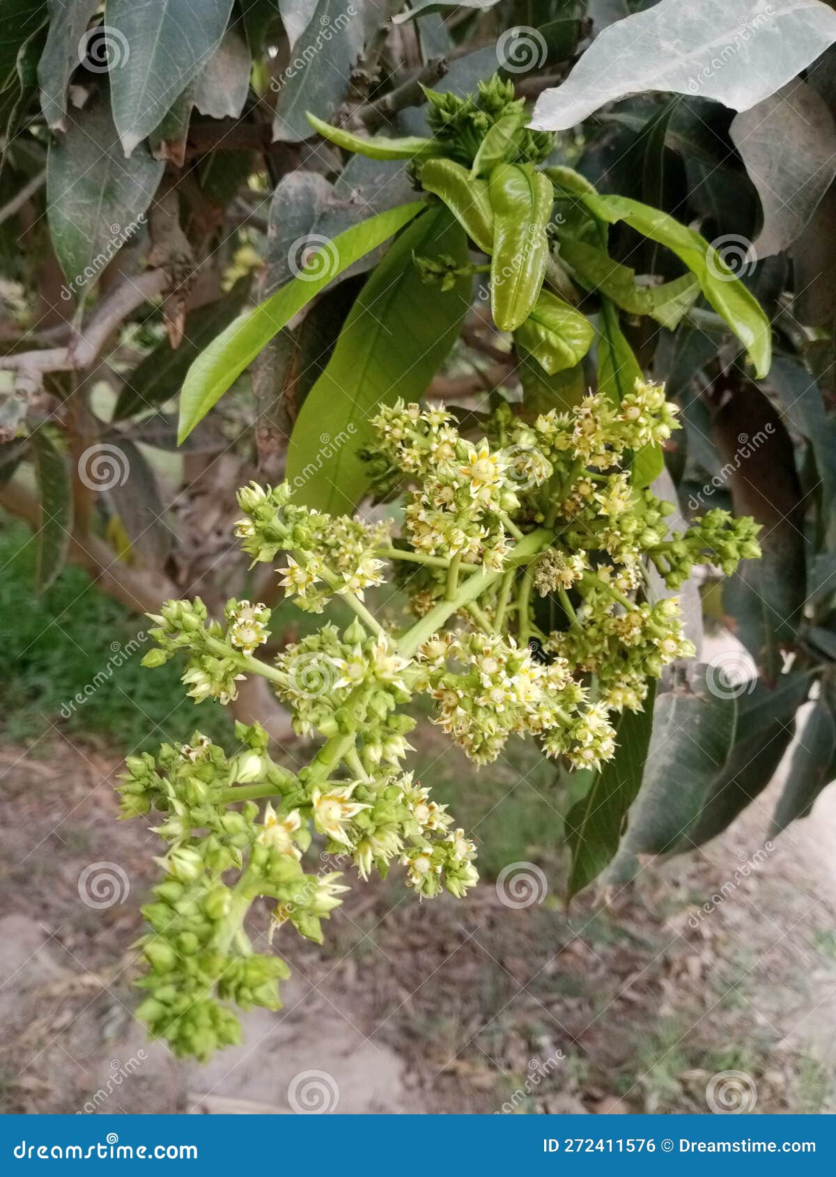Buds of Mango tree stock photo. Image of branch, wildflower - 272411576