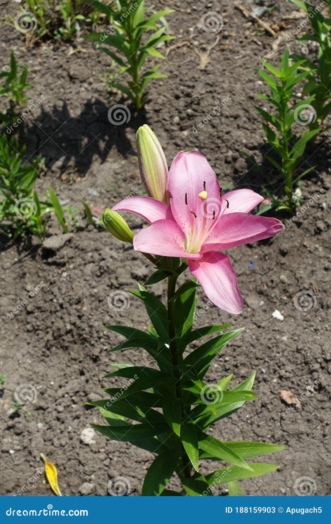 Buds and Pink Flower of Lily in June Stock Image - Image of cultivar ...