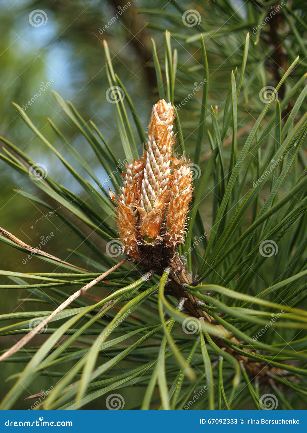 Buds of a Pine Ordinary (Pinus Sylvestris L. ) Stock Image - Image of ...