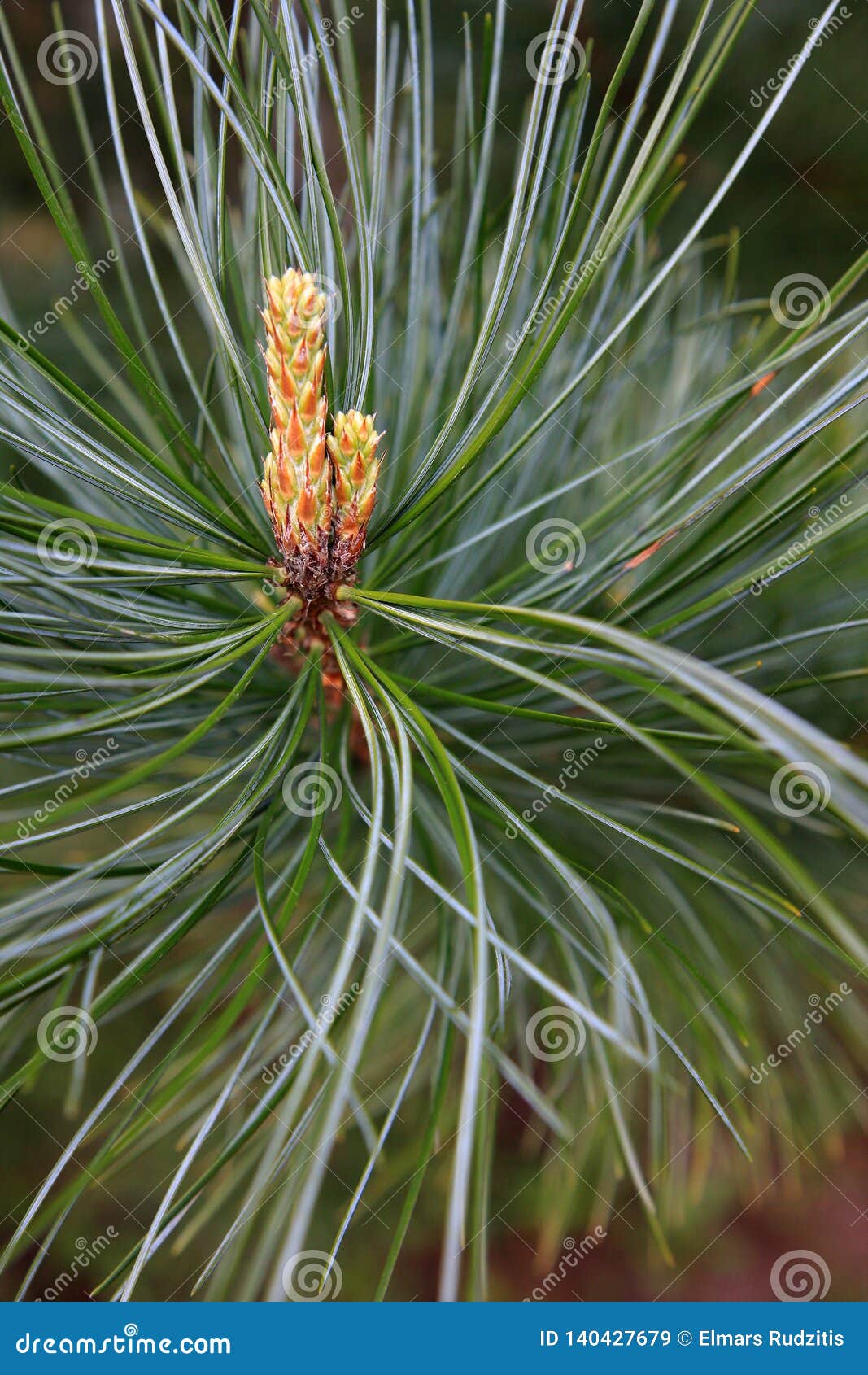 Pine tree buds close-up stock image. Image of pine, buds - 140427679