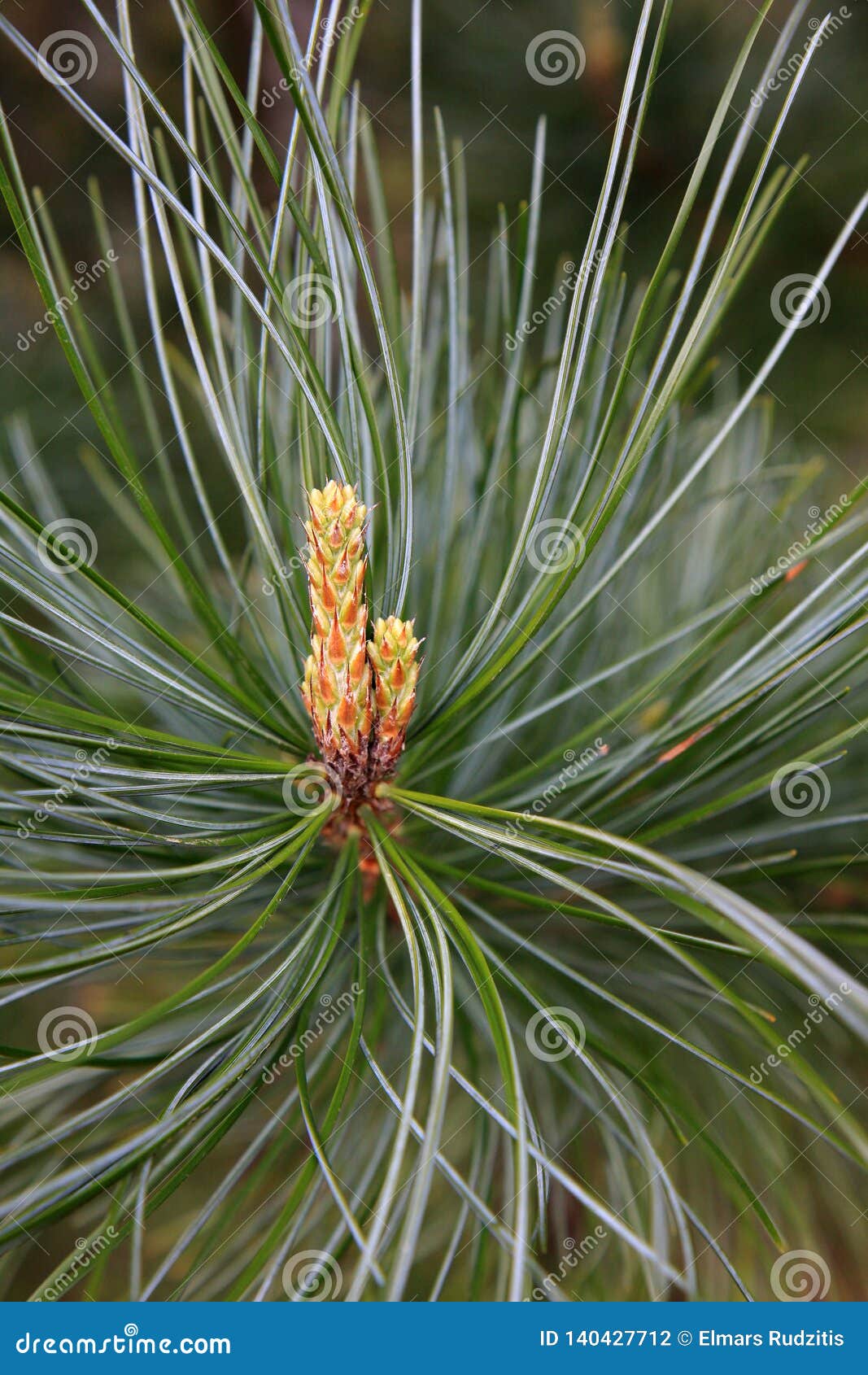 Pine tree buds close-up stock photo. Image of twig, close - 140427712