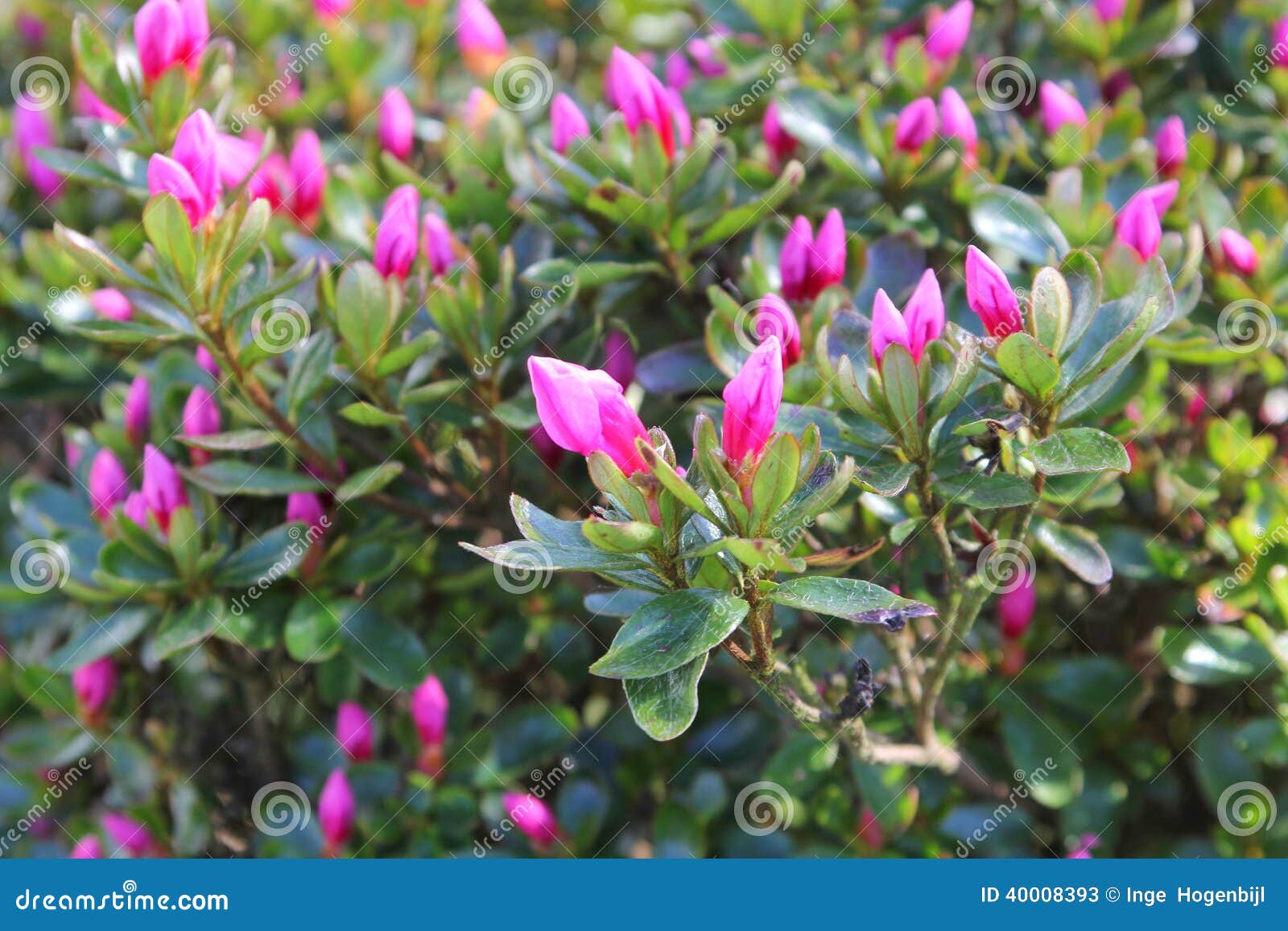 Buds of a Japanese Pink Azalea in Japanese Garden, Netherlands Stock ...