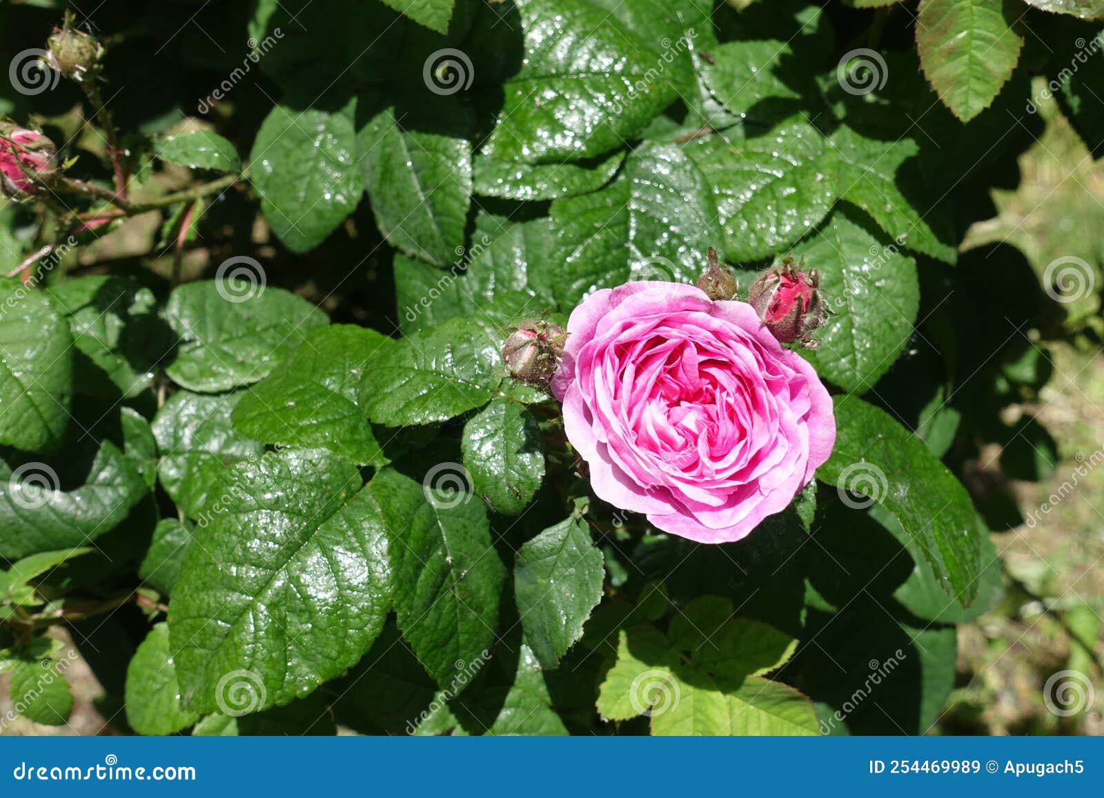 Buds and Pink Flower of Rose in May Stock Image - Image of nature ...