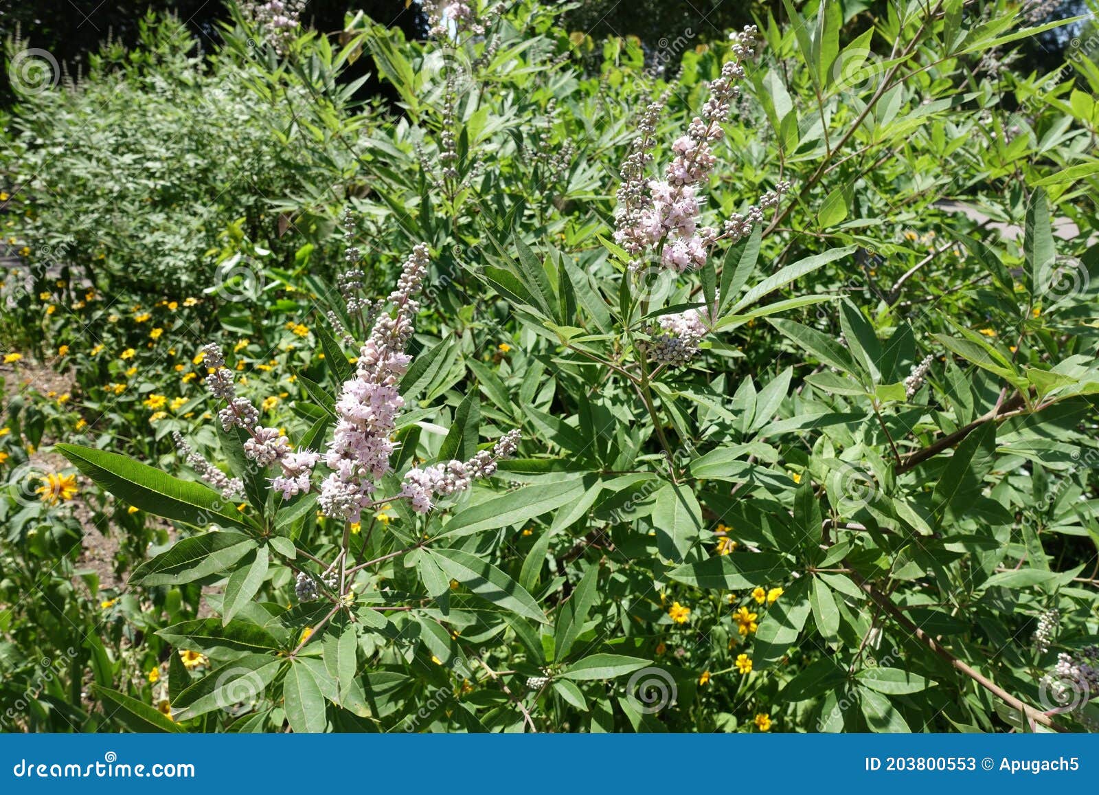 Buds and Pink Flowers of Chaste Tree Stock Image - Image of leaf ...