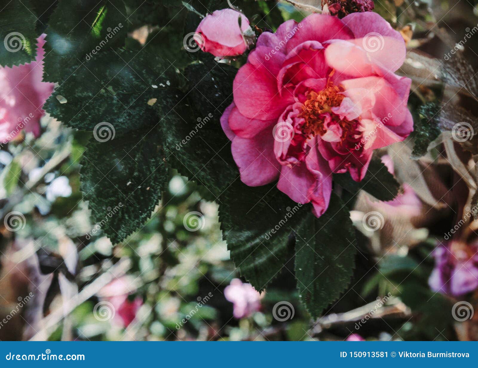 Buds of Pink Roses in the Sun Stock Image - Image of nature, light ...