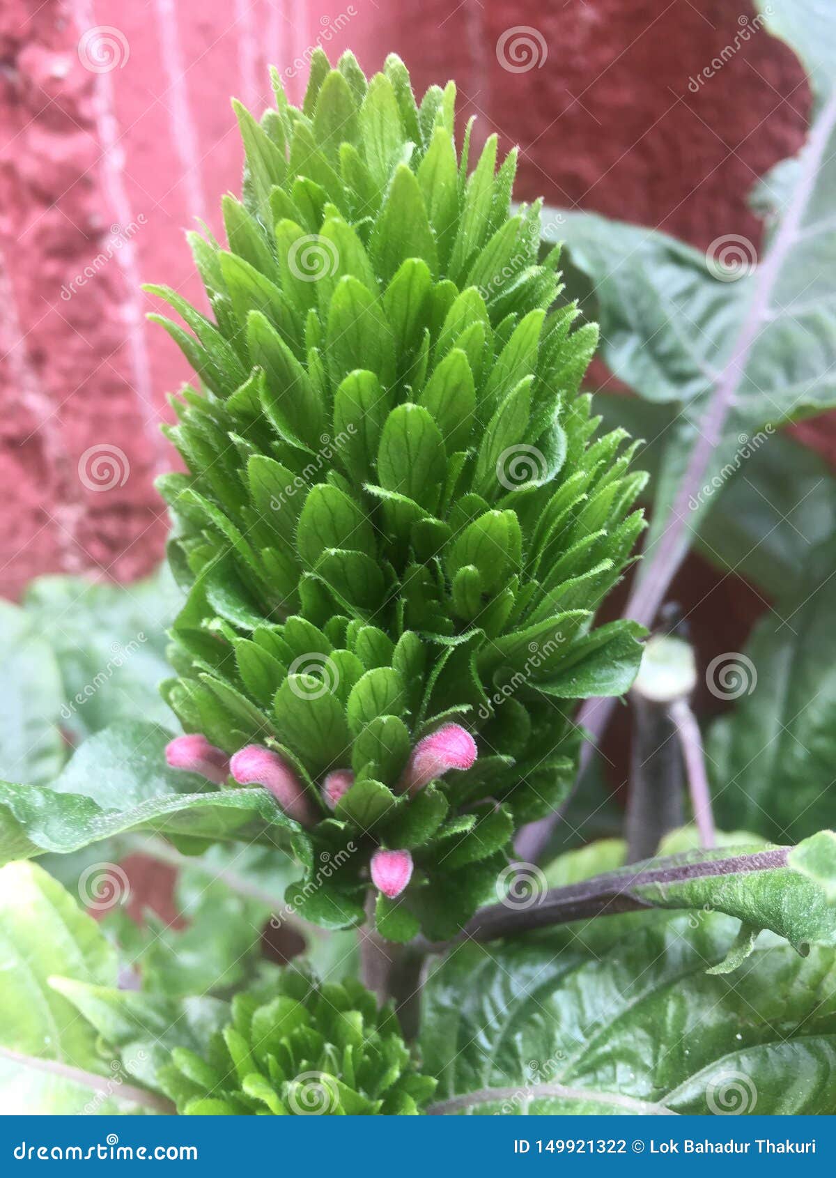 Buds on Plants: Identifying Flower Buds and Leaf Stock Photo - Image of ...