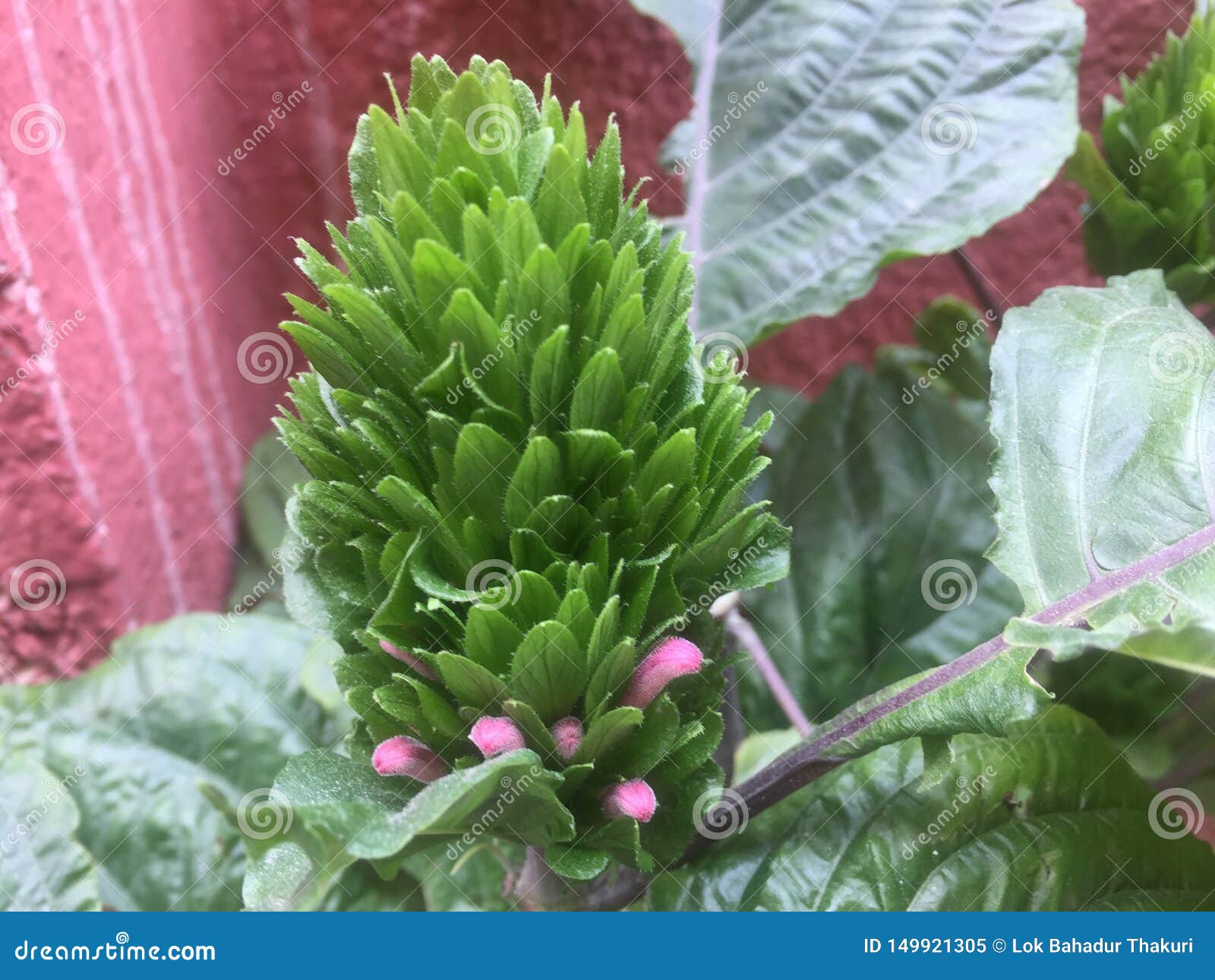 Buds on Plants: Identifying Flower Buds and Leaf Stock Image - Image of ...