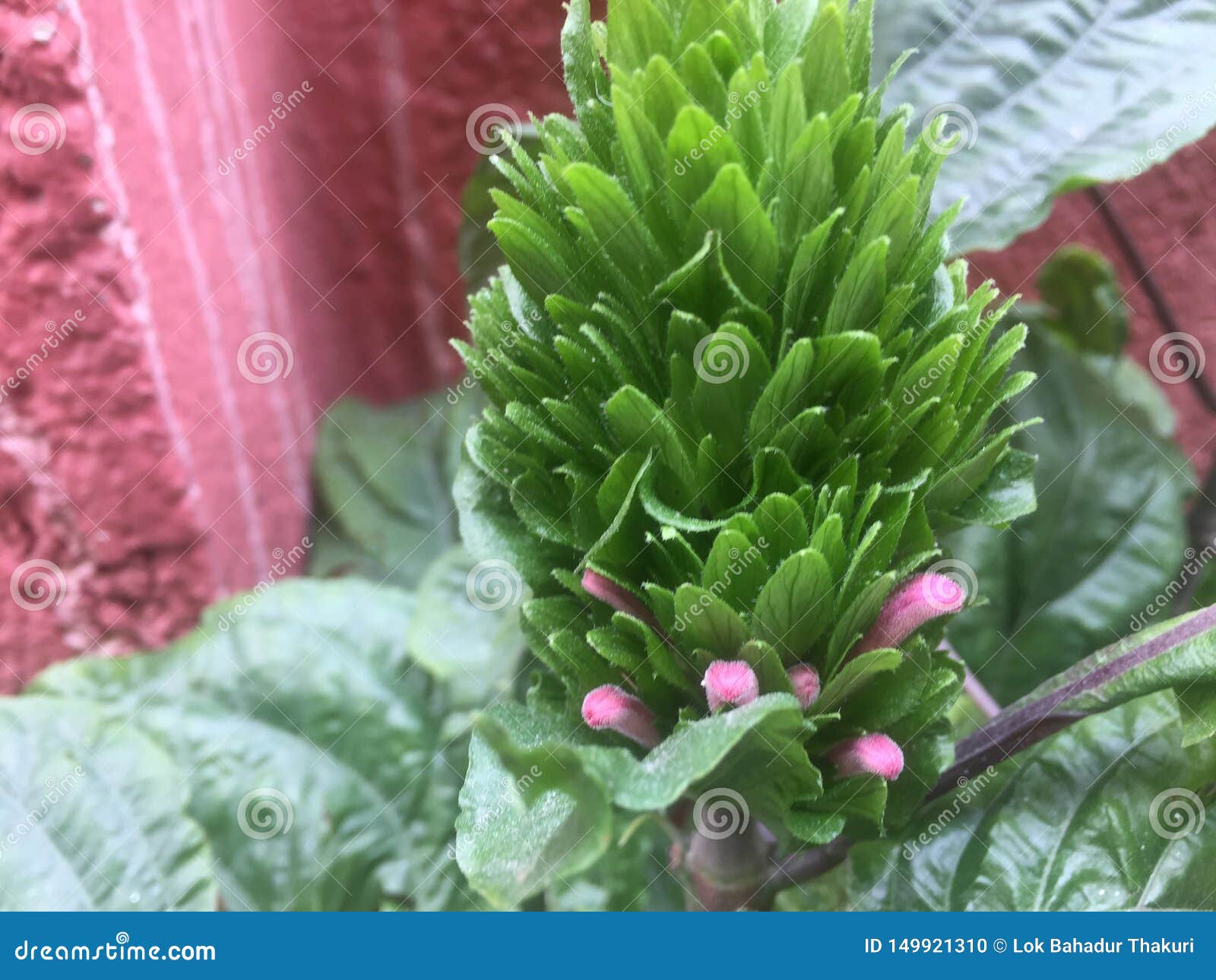 Buds on Plants: Identifying Flower Buds and Leaf Stock Photo - Image of ...