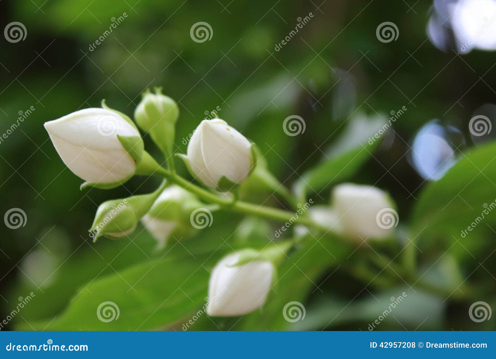 Buds stock photo. Image of pretty, spring, flower, white - 42957208