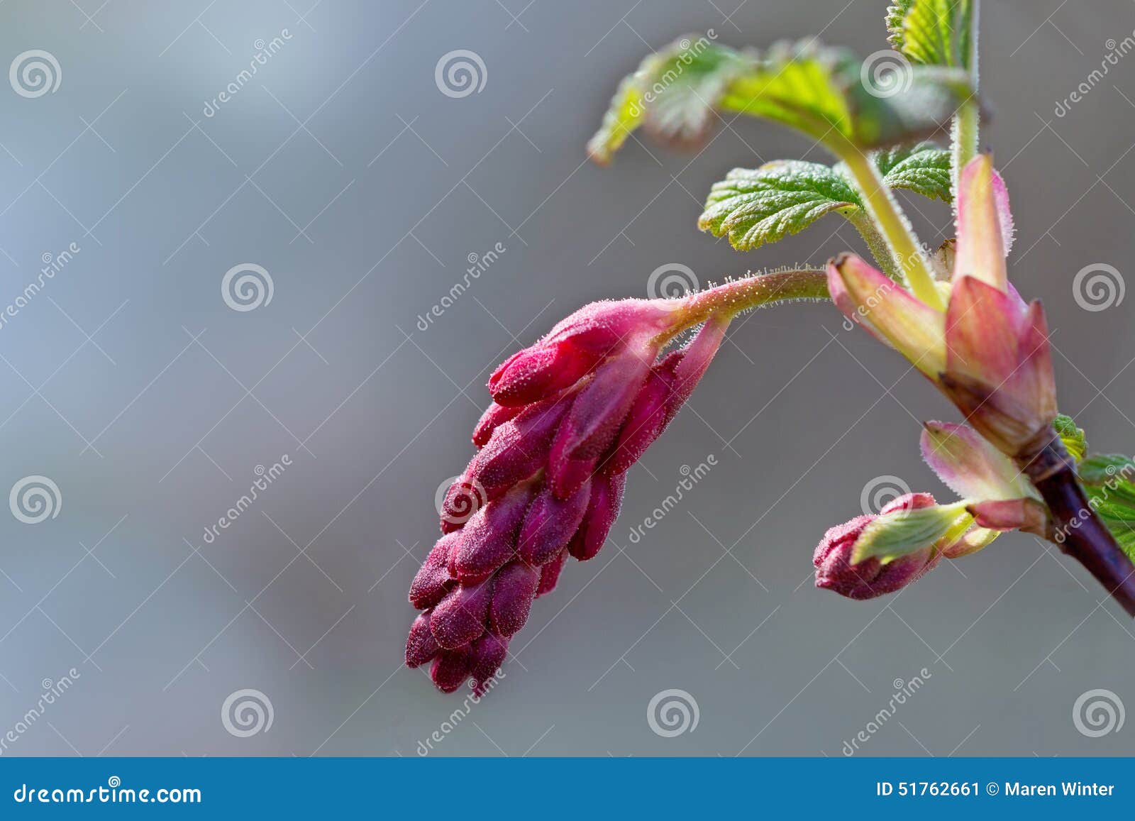 Buds of Red Flowering Currant, Close Up with Copy Space Stock Image ...