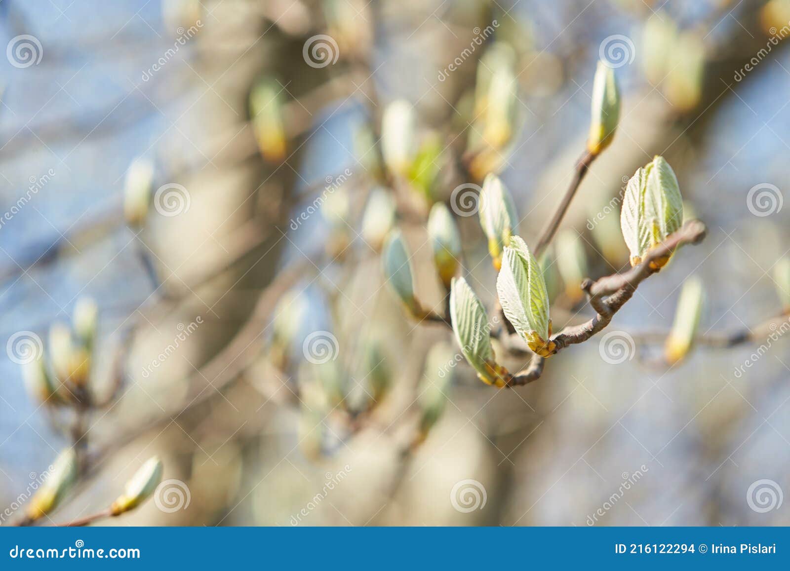 A Buds Shot with a Beautiful Bokeh. New Growth Budding Out in Forest ...