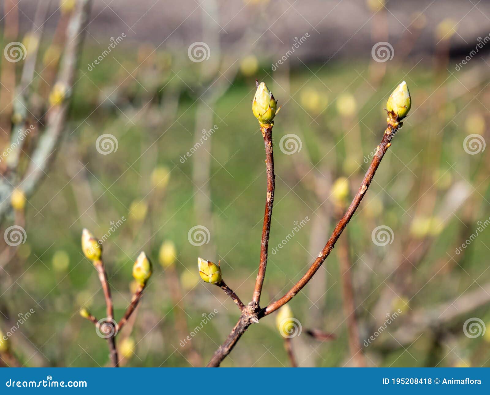 Buds of a shrub in spring stock photo. Image of nature - 195208418