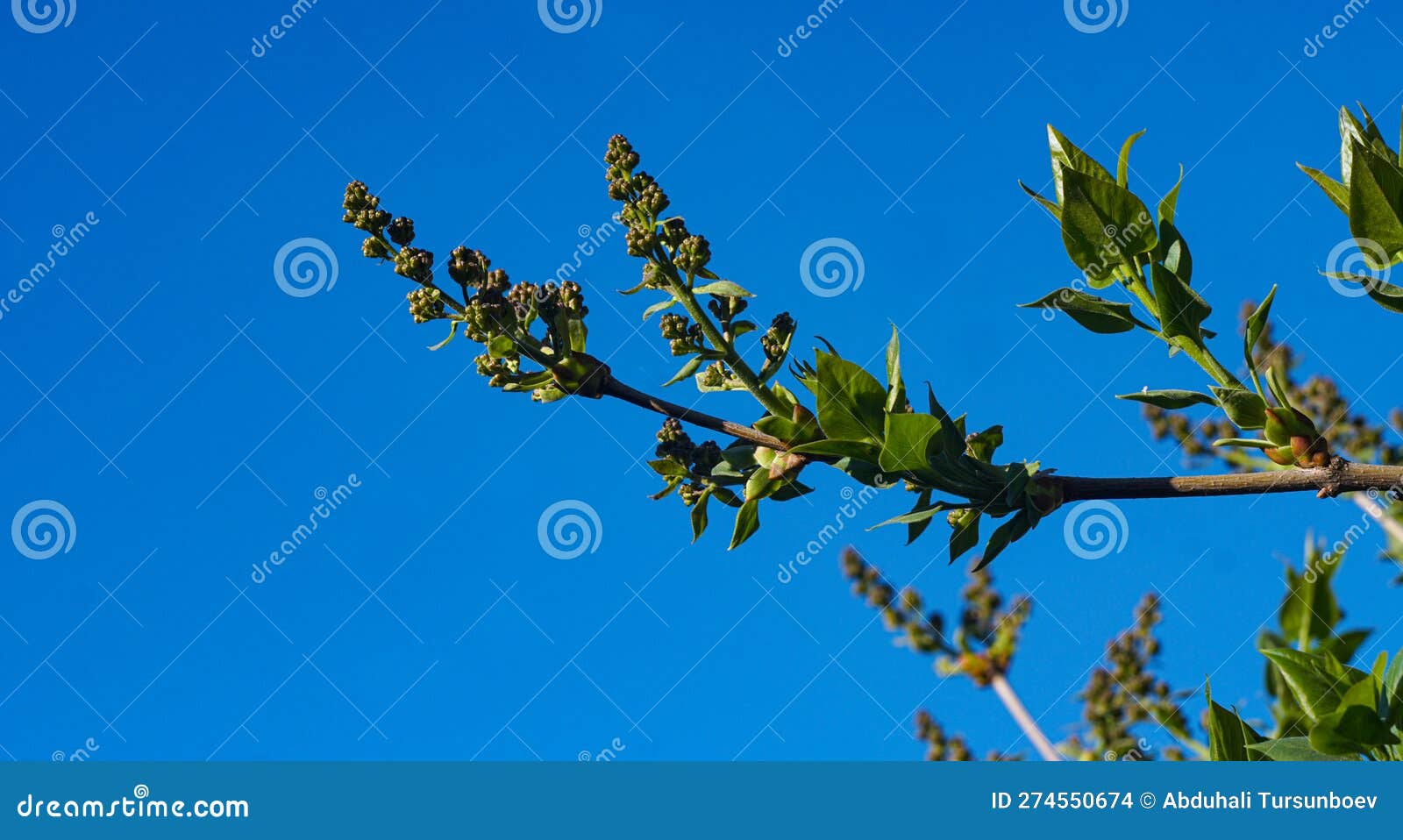 Buds of the siren tree stock photo. Image of lilac, gardening - 274550674
