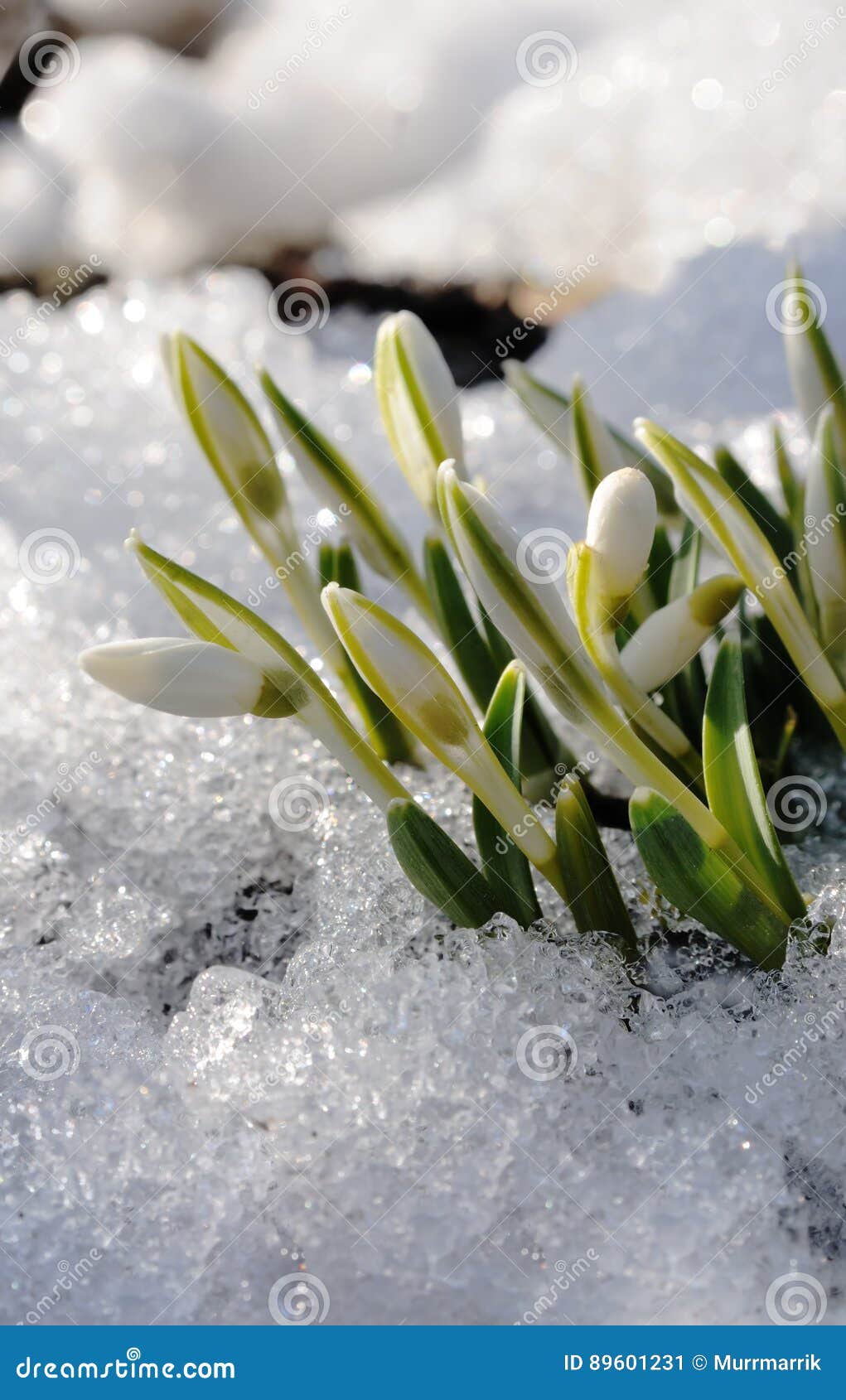 Buds of Snowdrops Galanthus Stock Image - Image of melt, primrose: 89601231