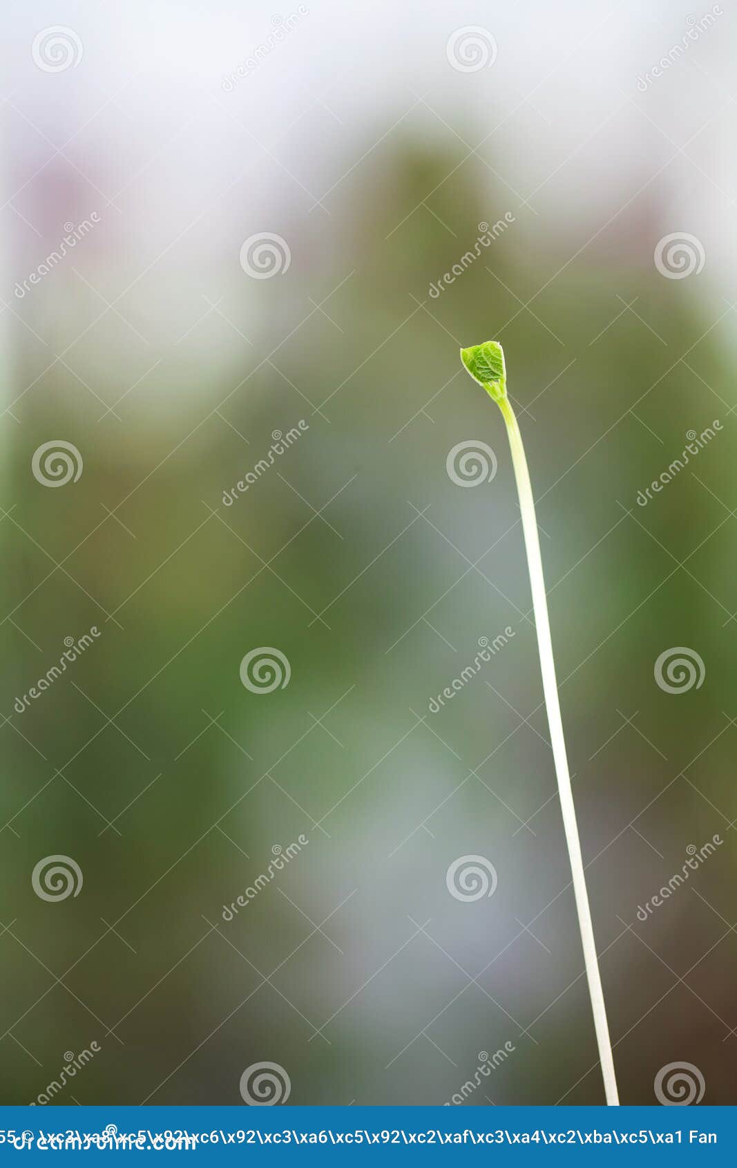 The Buds of Spring Grow Outdoors Stock Image - Image of leaflet ...