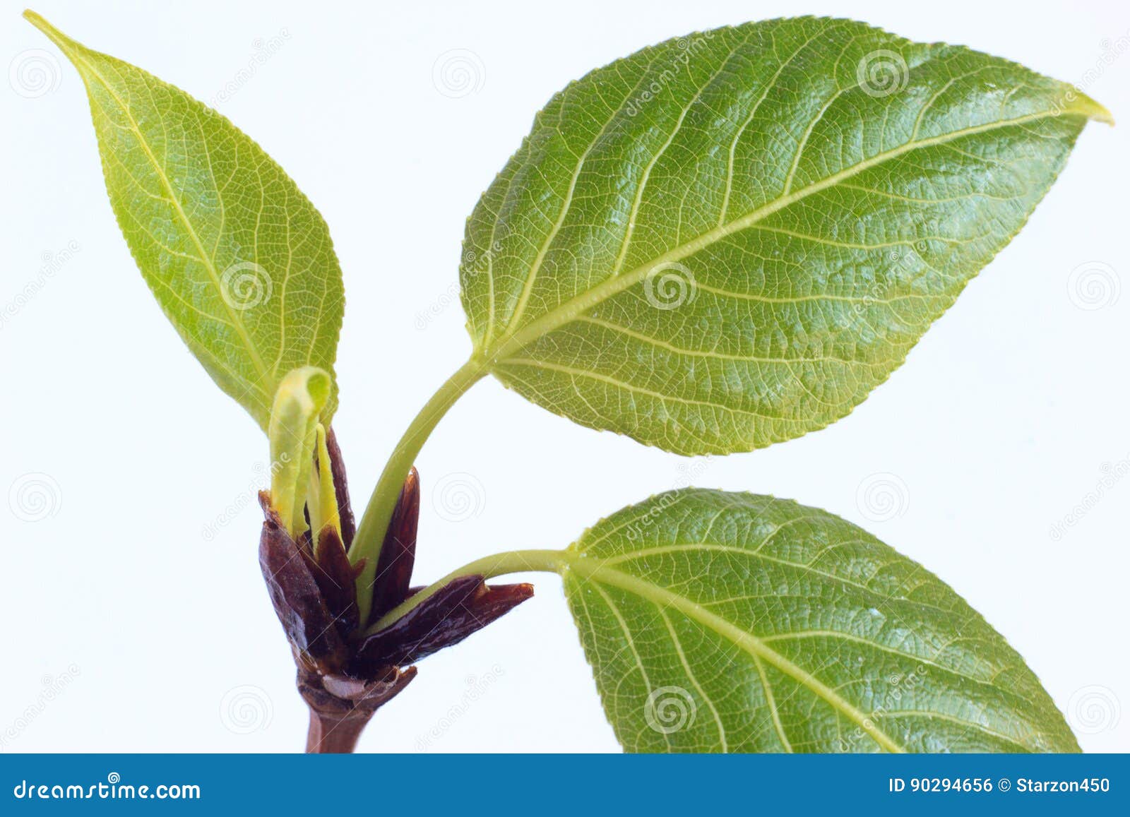 Buds and Spring Leafs on the Twig Poplar. Stock Photo - Image of green ...