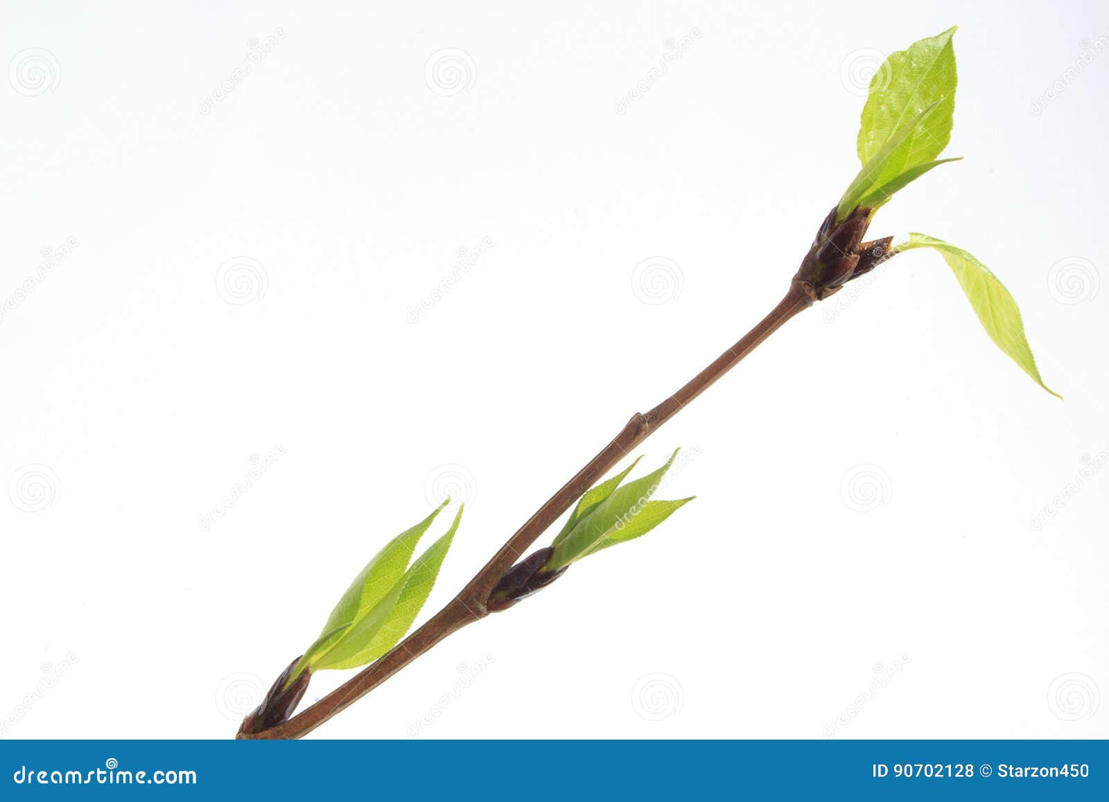 The Buds and Spring Leafs on the Twig Poplar. Stock Photo - Image of ...