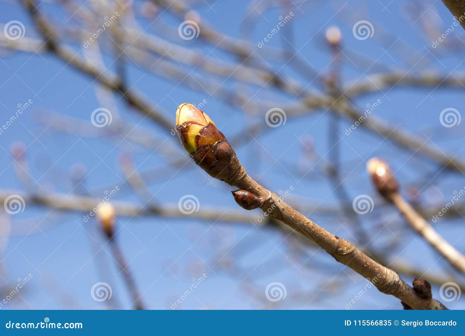 Buds in the spring season stock image. Image of light - 115566835