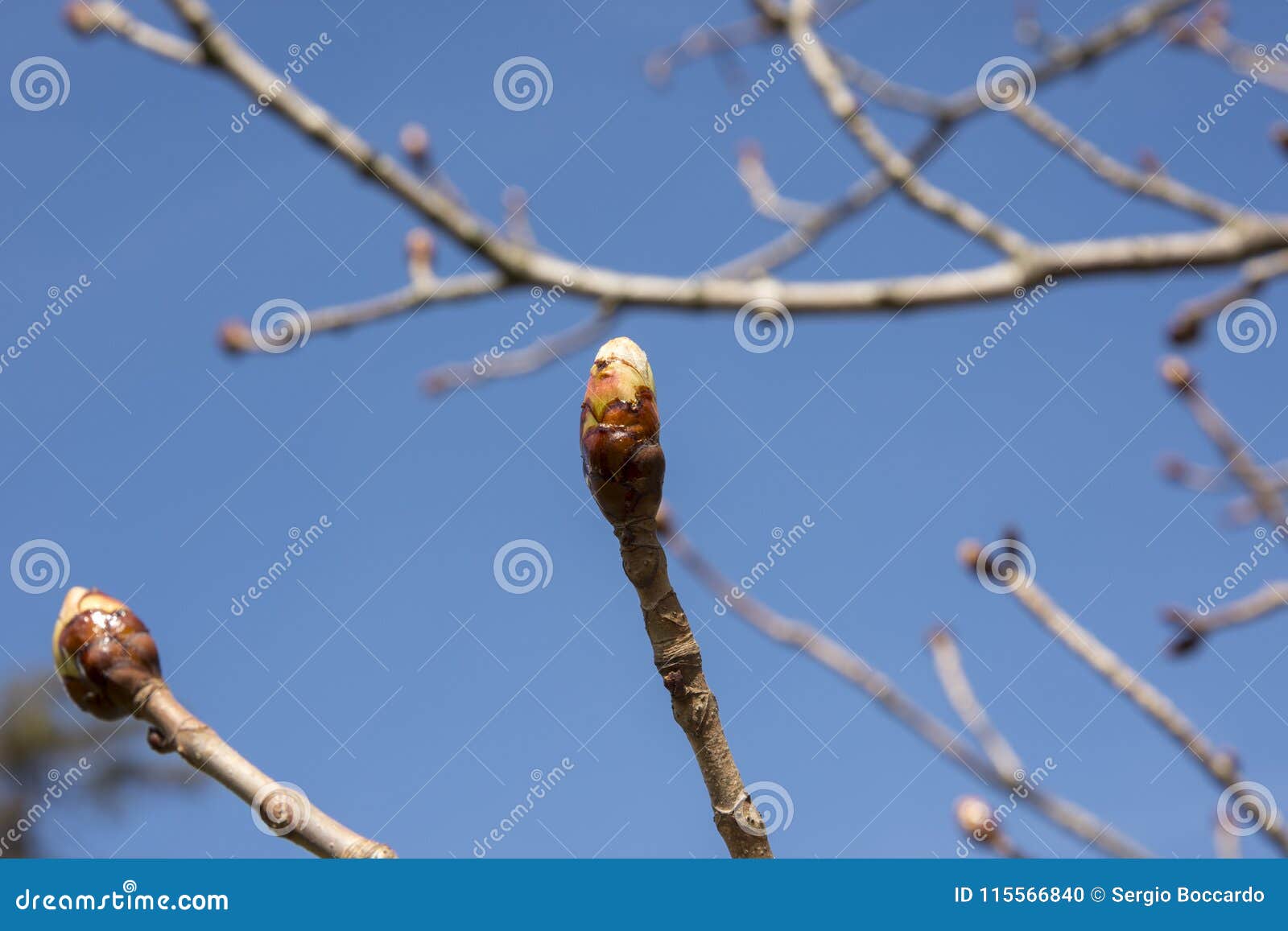 Buds in the spring season stock photo. Image of plant - 115566840