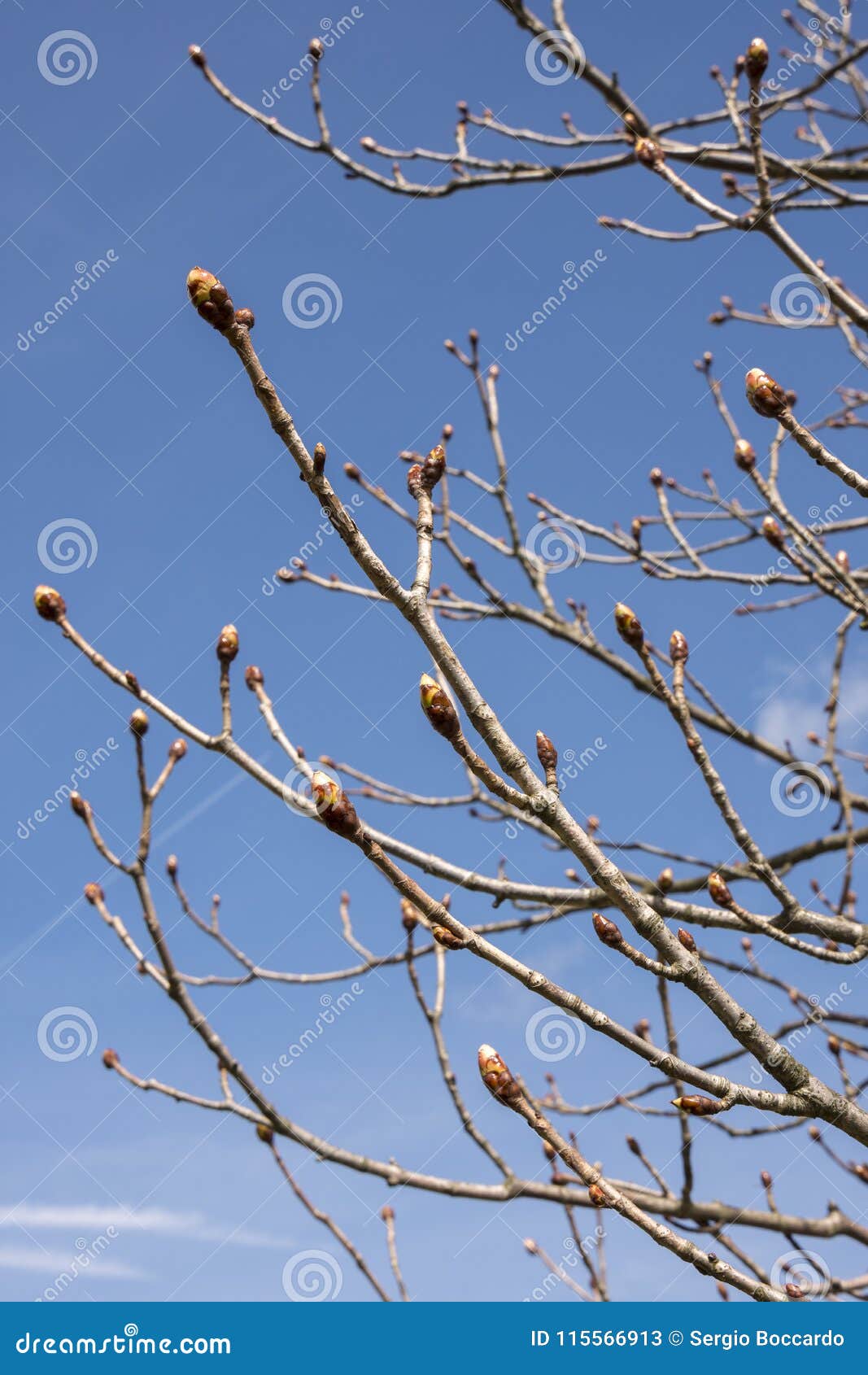 Buds in the spring season stock image. Image of wood - 115566913