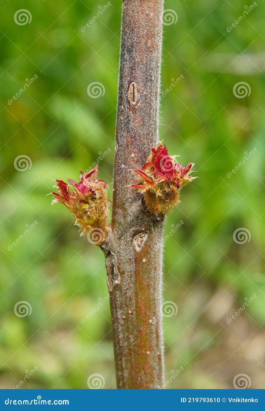 Buds of the staghorn sumac stock photo. Image of color - 219793610