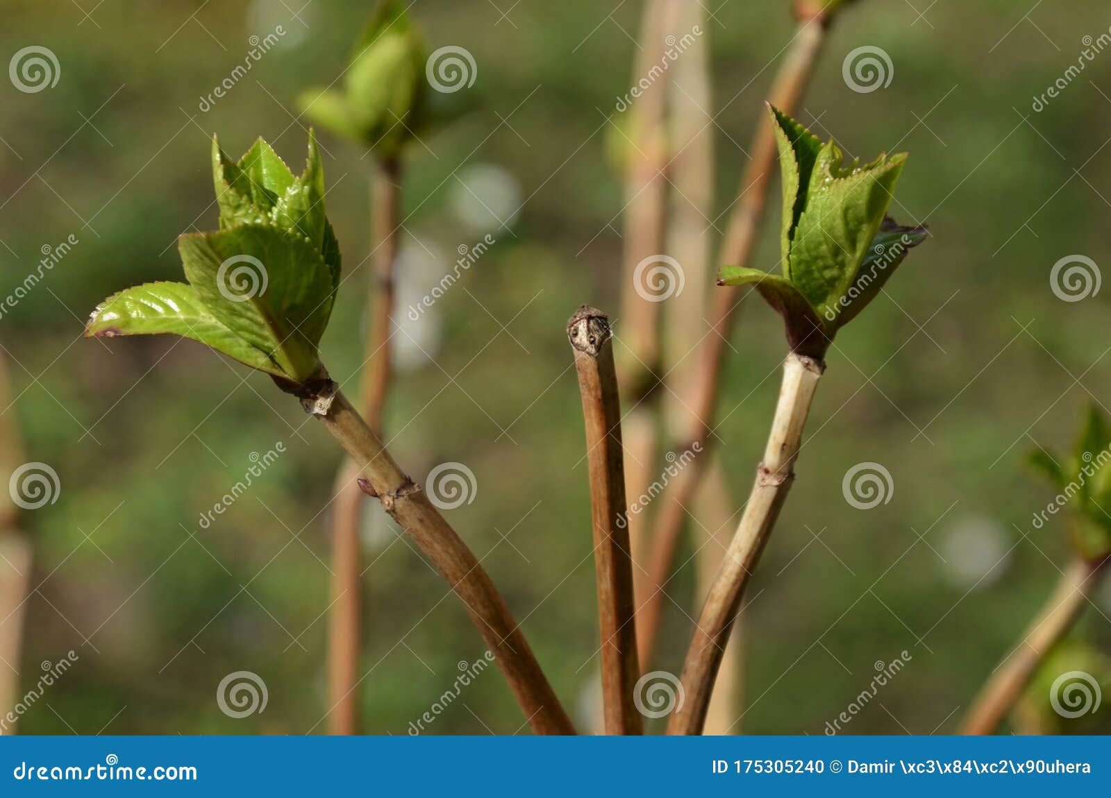 Buds on stems in spring stock photo. Image of sunlit - 175305240