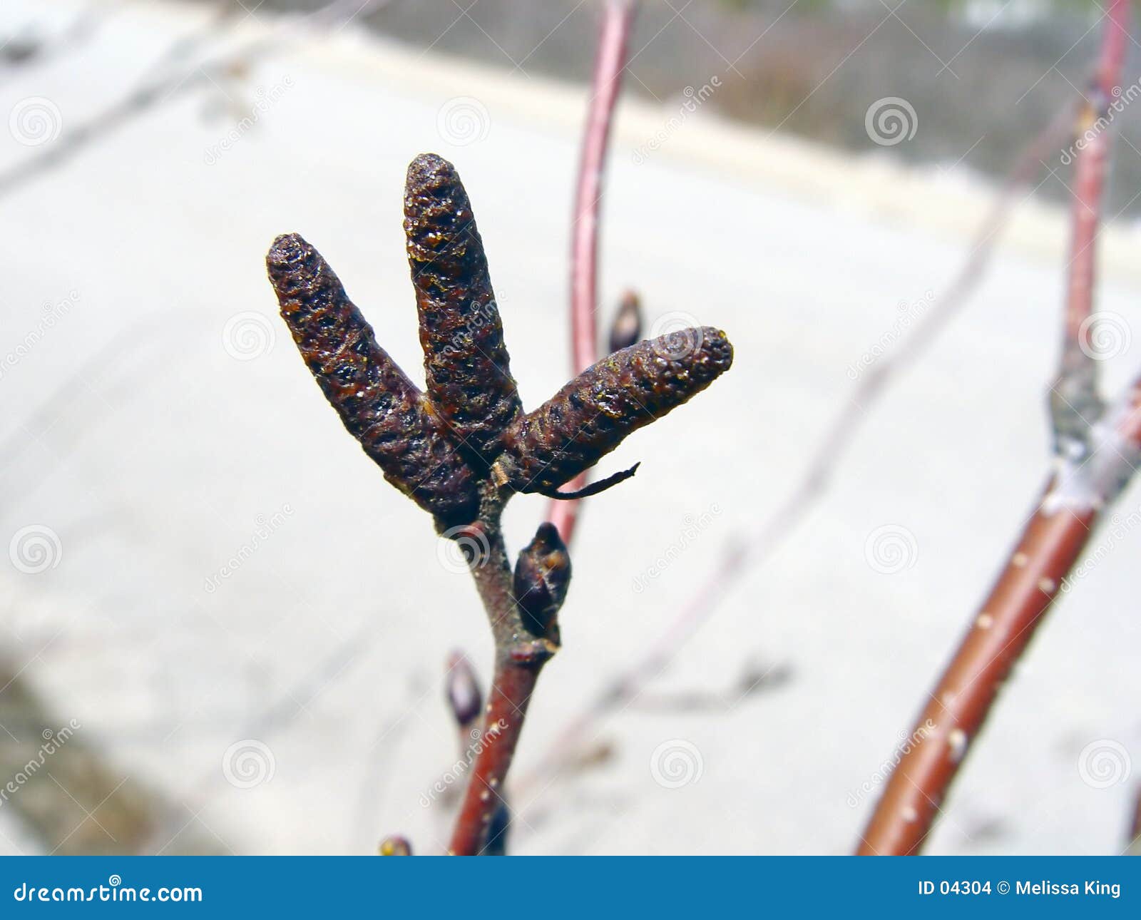 Buds On A Tree Picture. Image: 4304