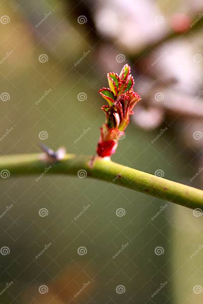 Buds on a tree stock image. Image of green, detail, blooming - 29957733