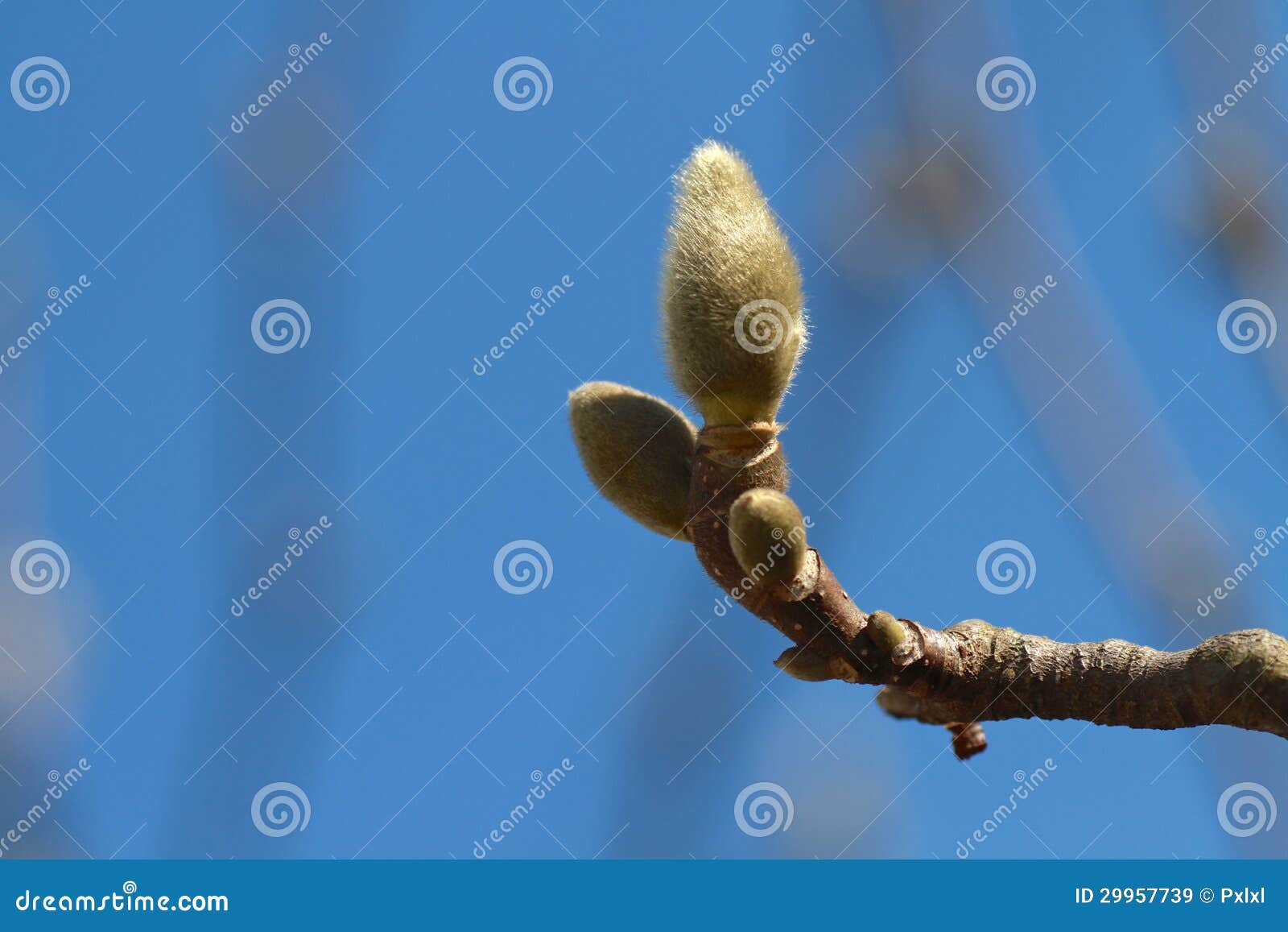 Buds on a tree stock image. Image of detail, pomiculture - 29957739