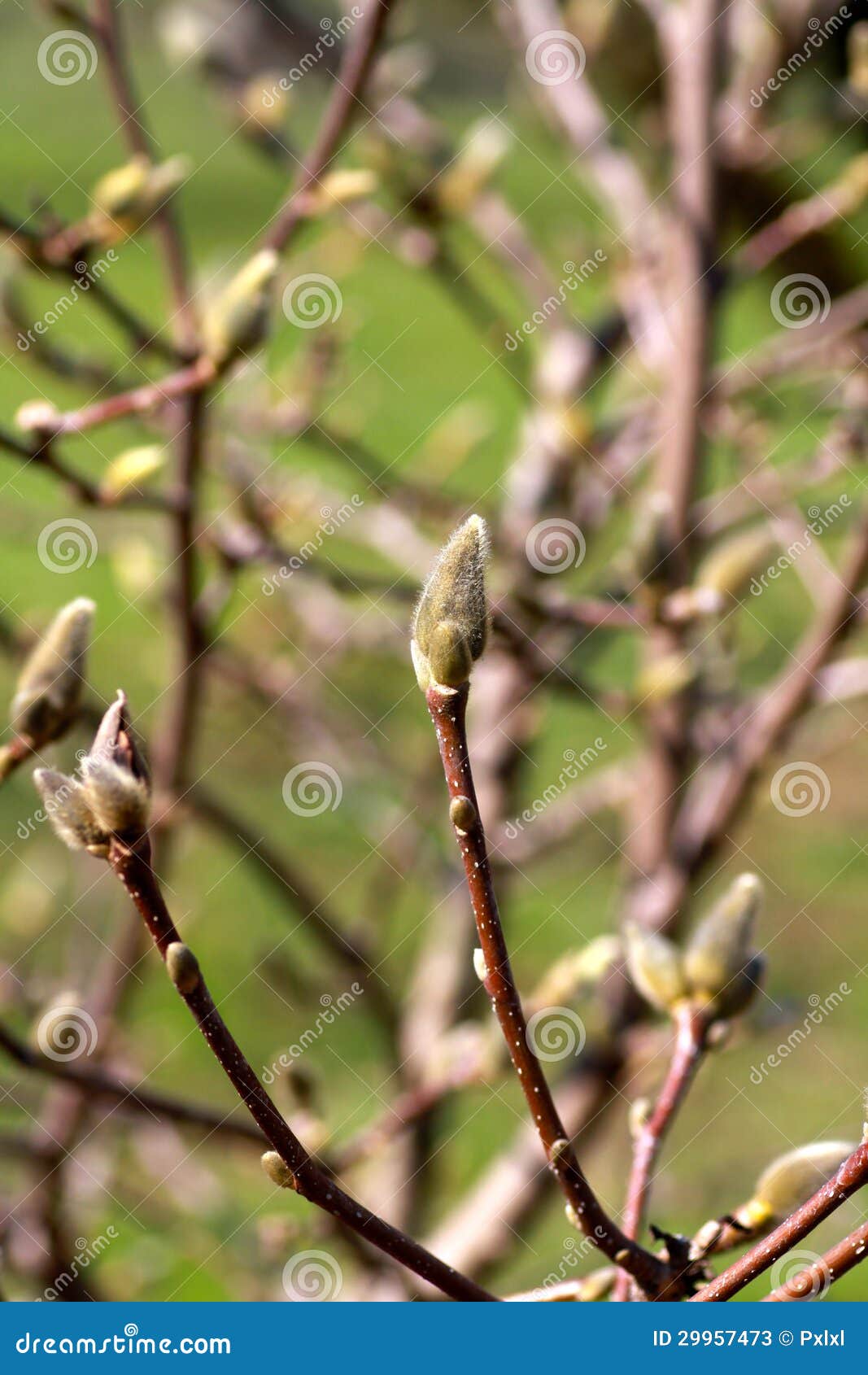 Buds on a tree stock image. Image of pomiculture, garden - 29957473