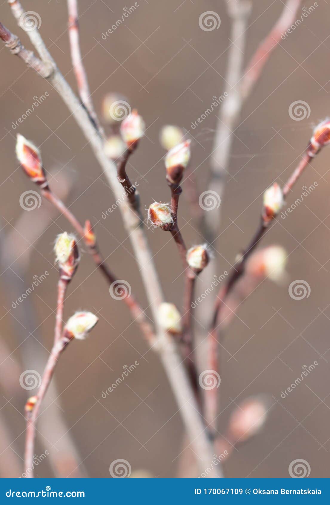 Buds on a tree branch stock image. Image of spring, thin - 170067109