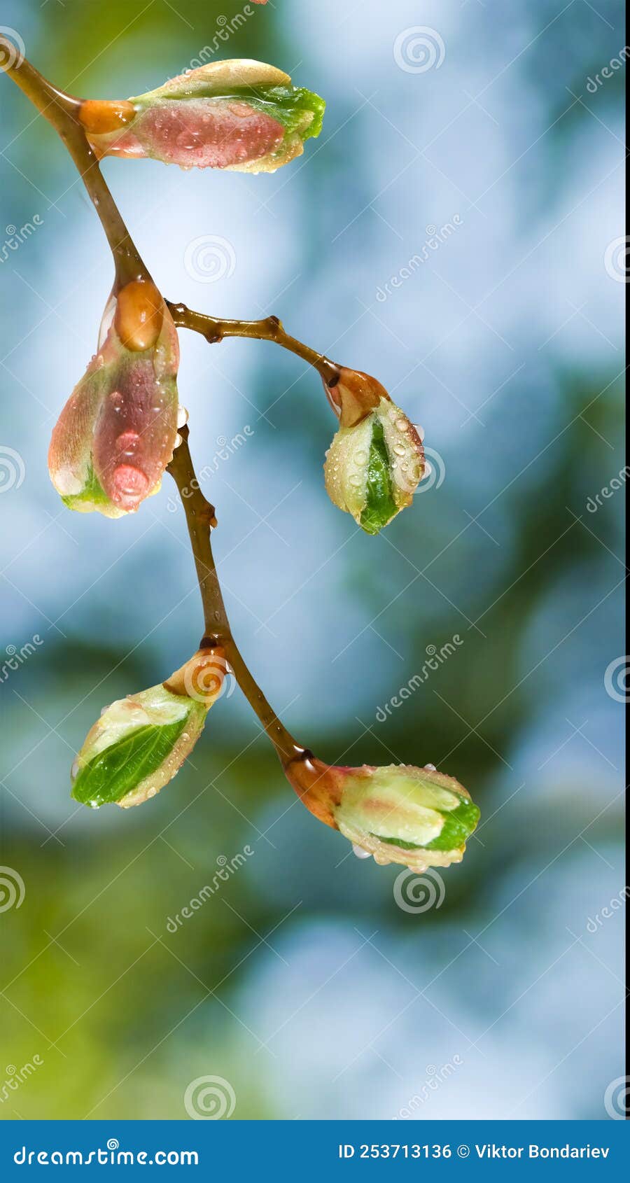 Buds on a Tree Branch Against the Sky Stock Photo - Image of kidneys ...