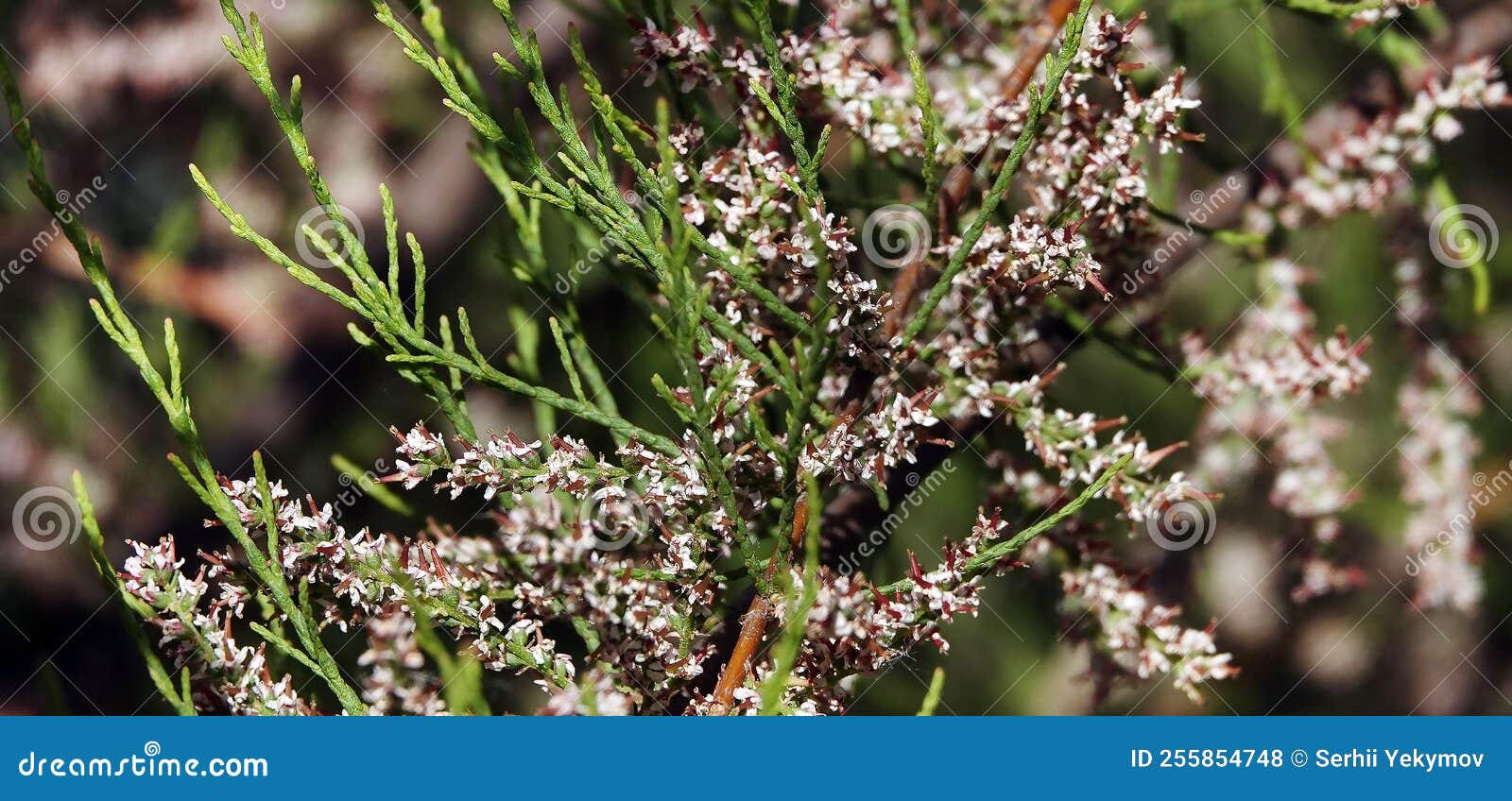 Buds on Tree Branches Bloom Stock Photo - Image of aroma, buds: 255854748
