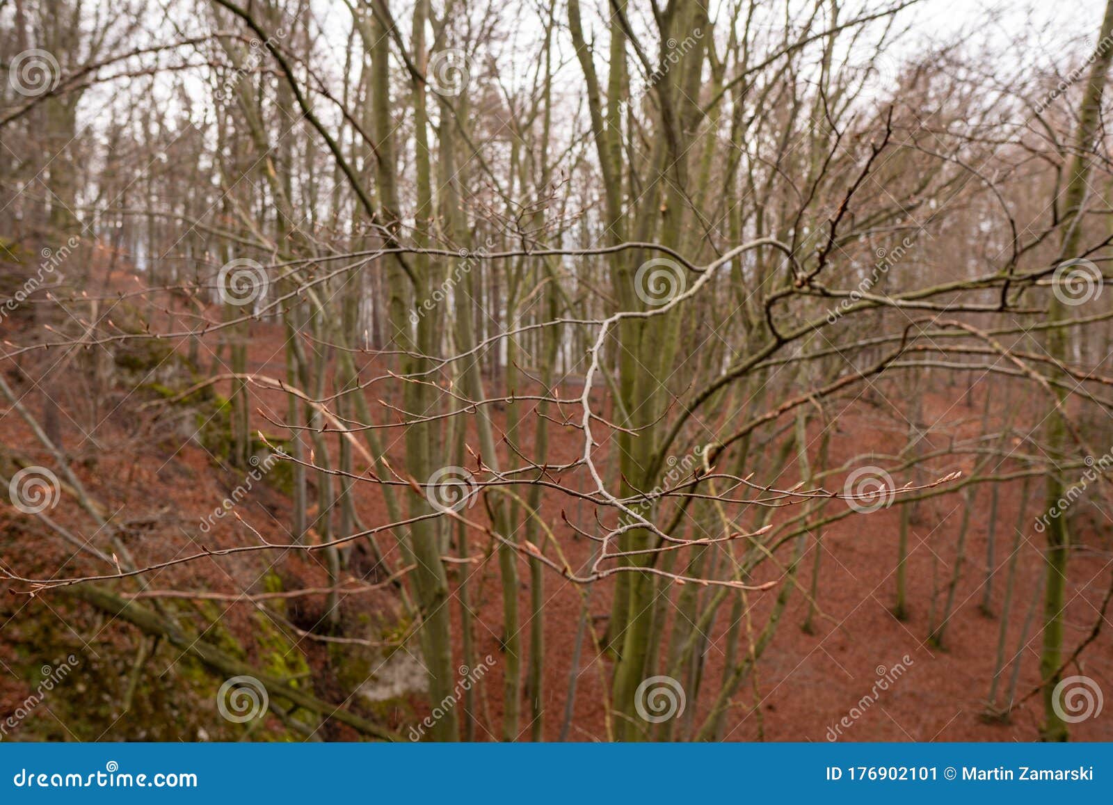 Buds on Tree Branches in Spring Forest with Still Fallen Leaves from ...