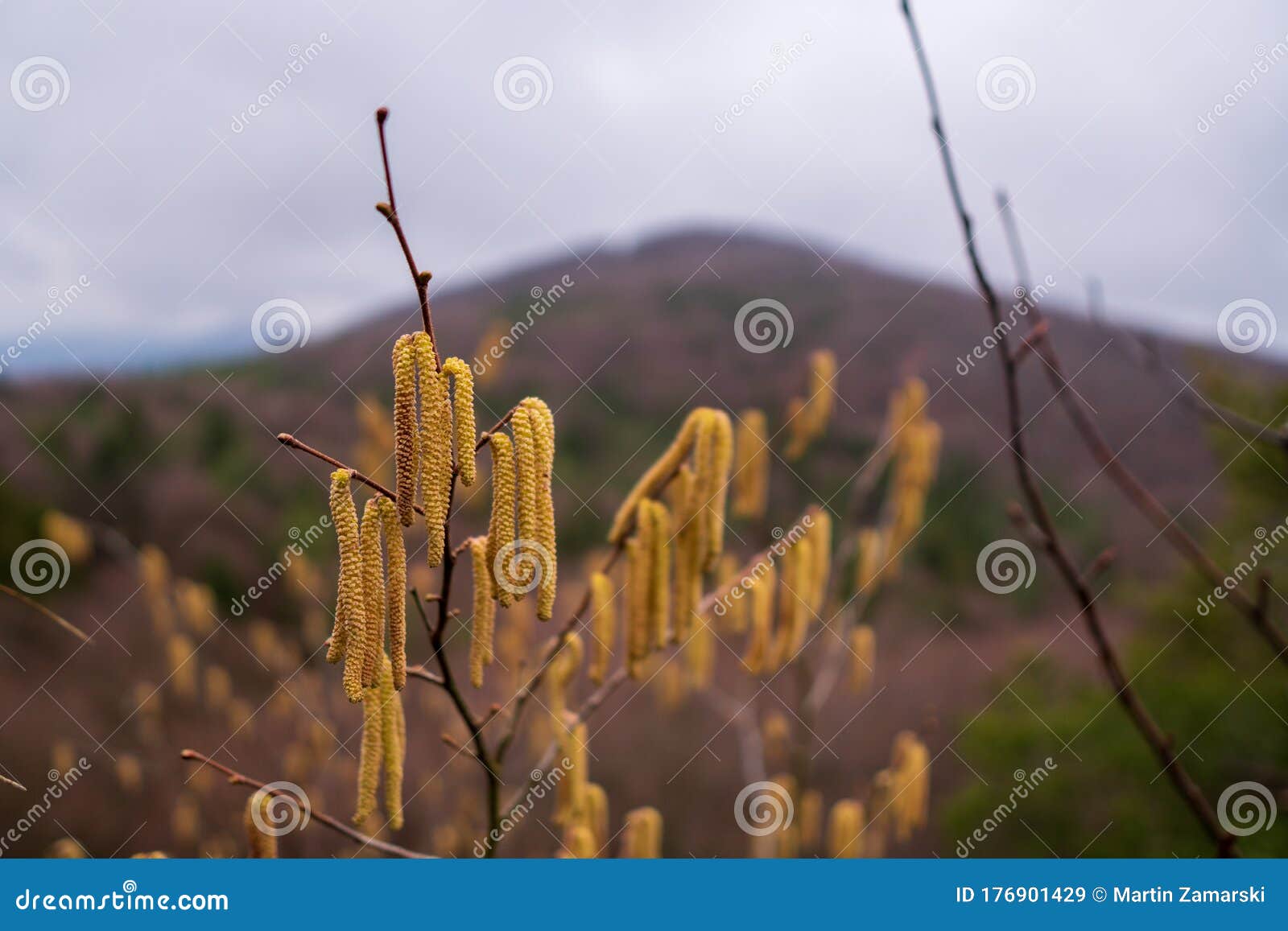 Buds on Tree Branches in Spring Forest with Still Fallen Leaves from ...