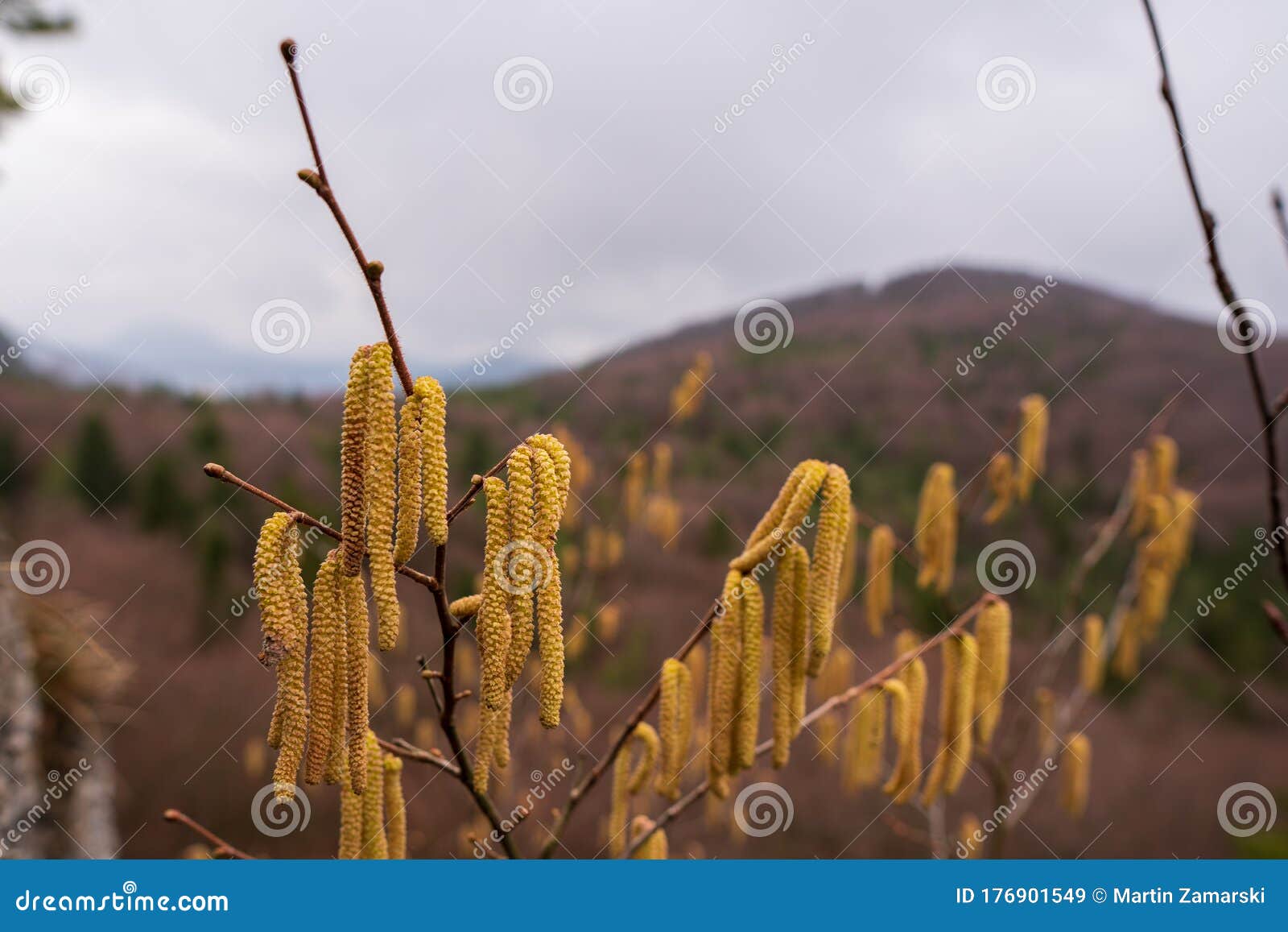 Buds on Tree Branches in Spring Forest with Still Fallen Leaves from ...